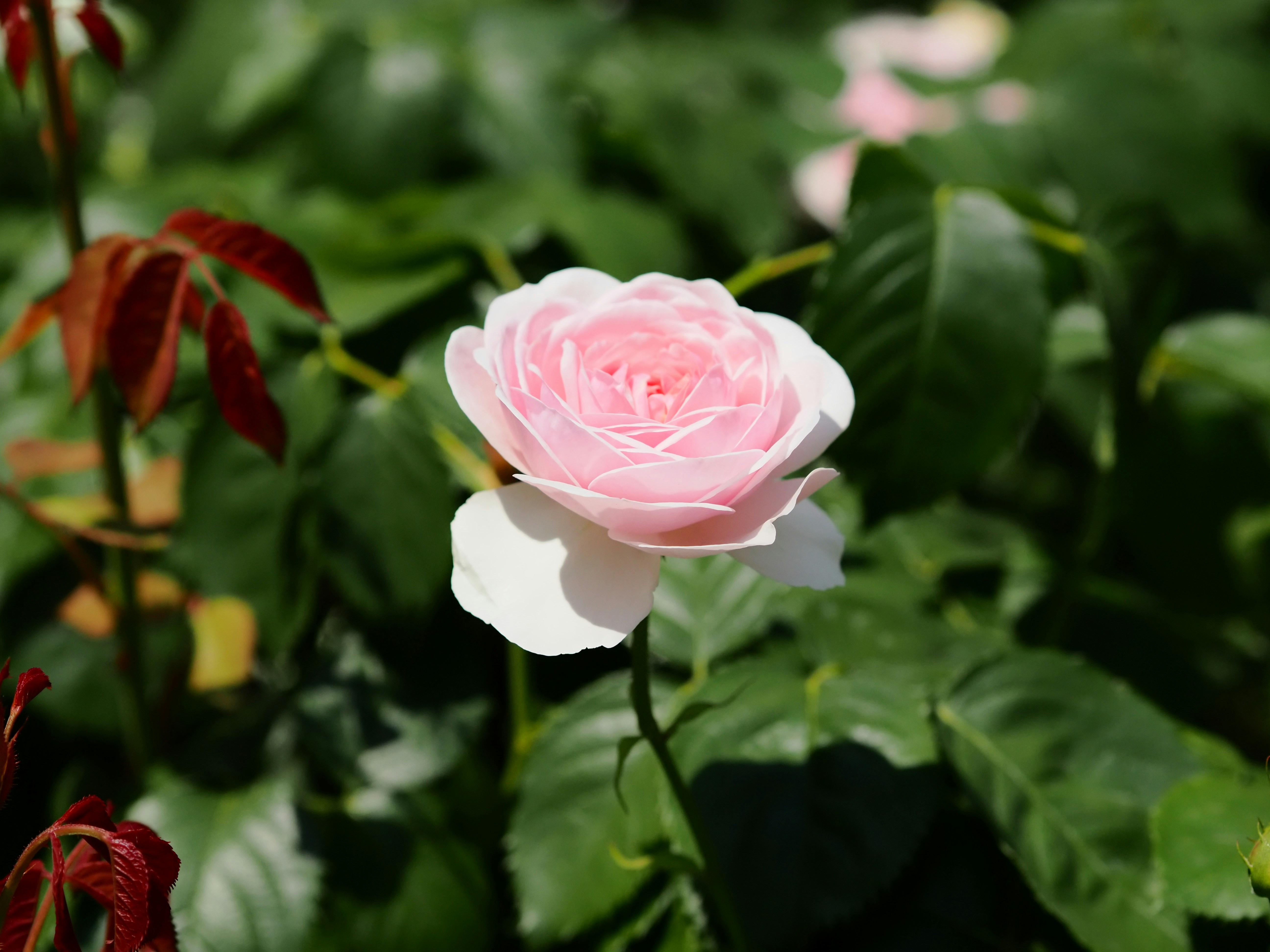 Soft Pink Rose in Patch of Sunlight