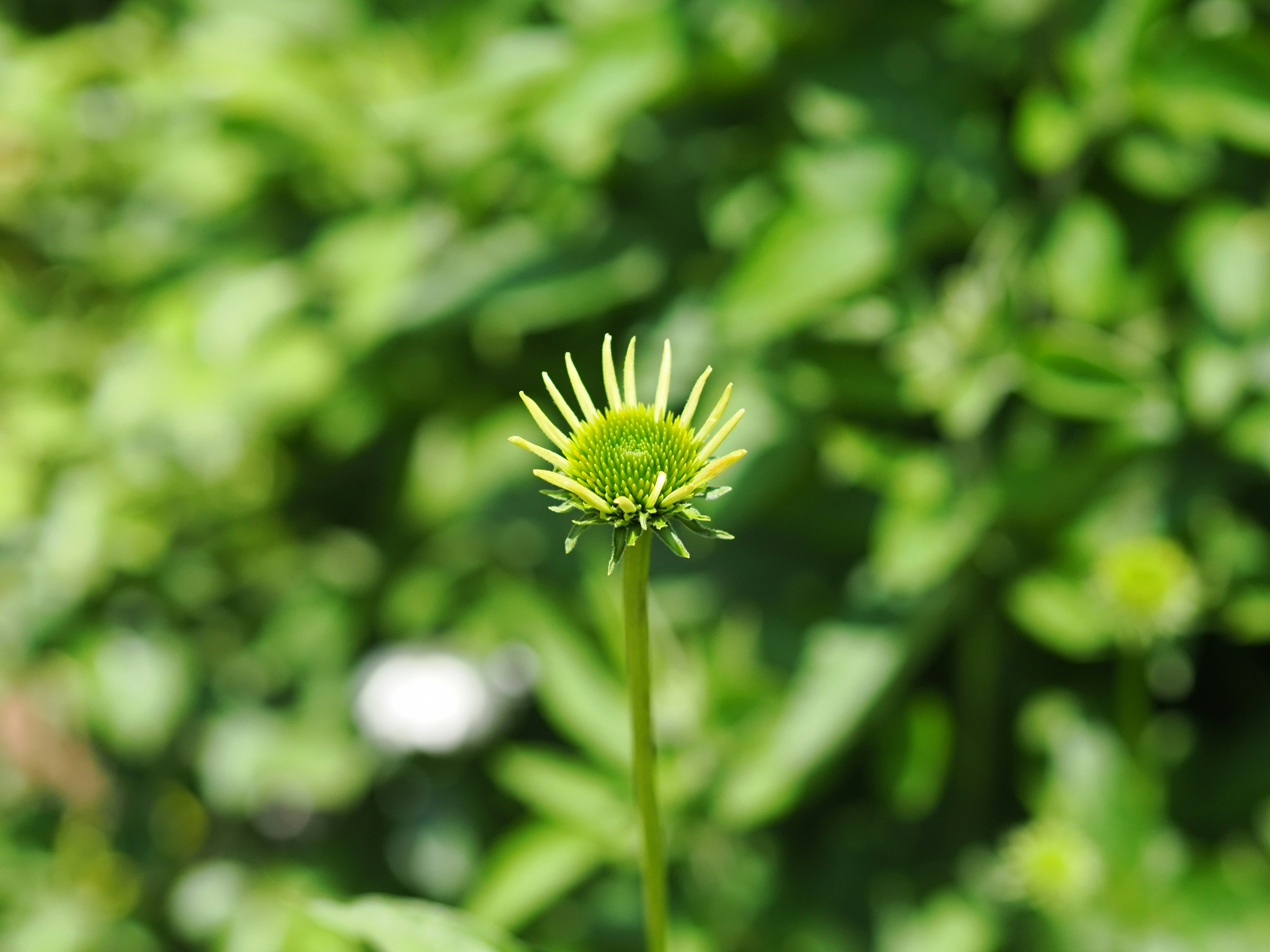 Stellar Coneflower Centerstage in Soft Garden Blur