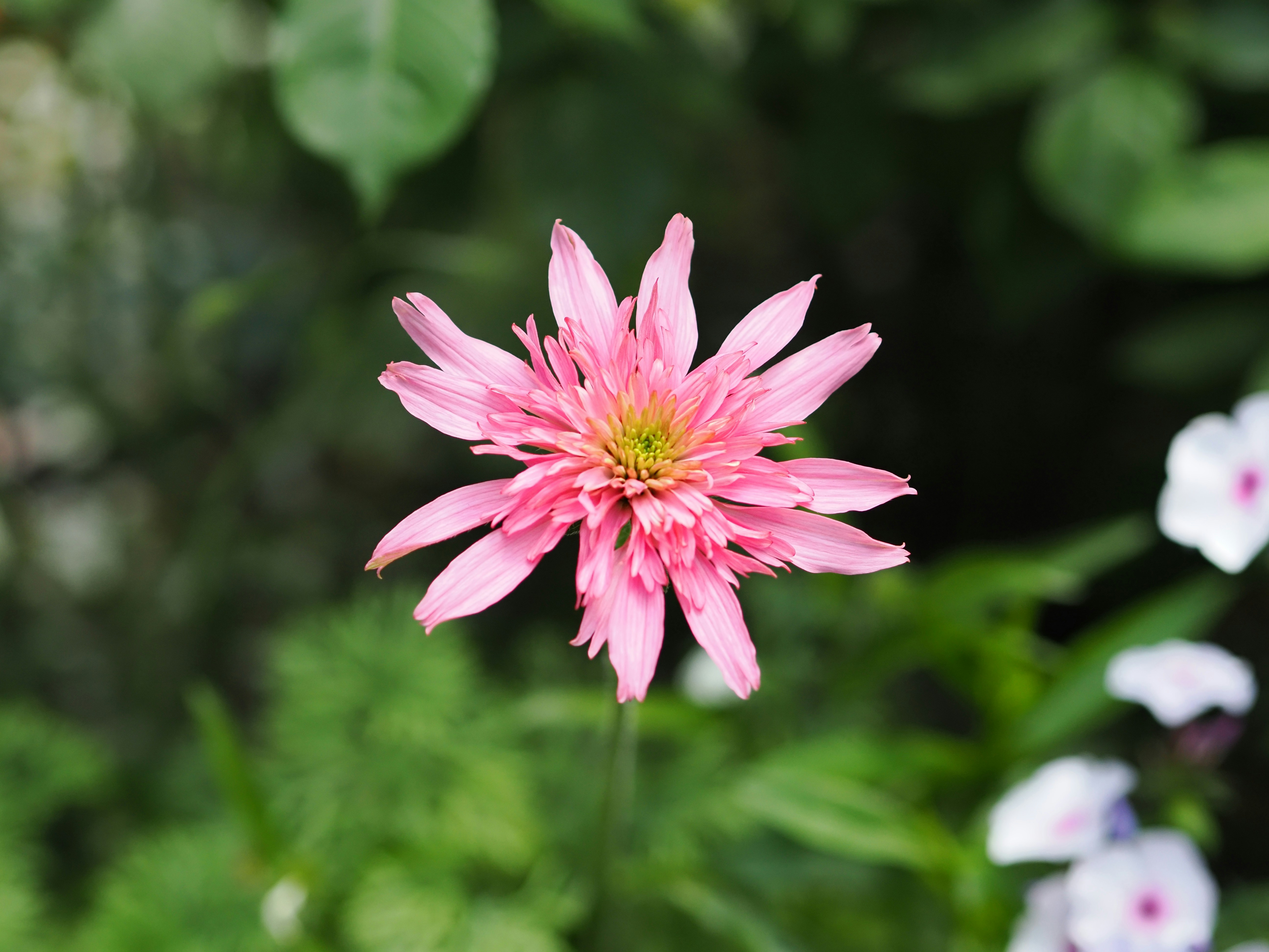 A Pink Cerise Bloom Commands the Garden