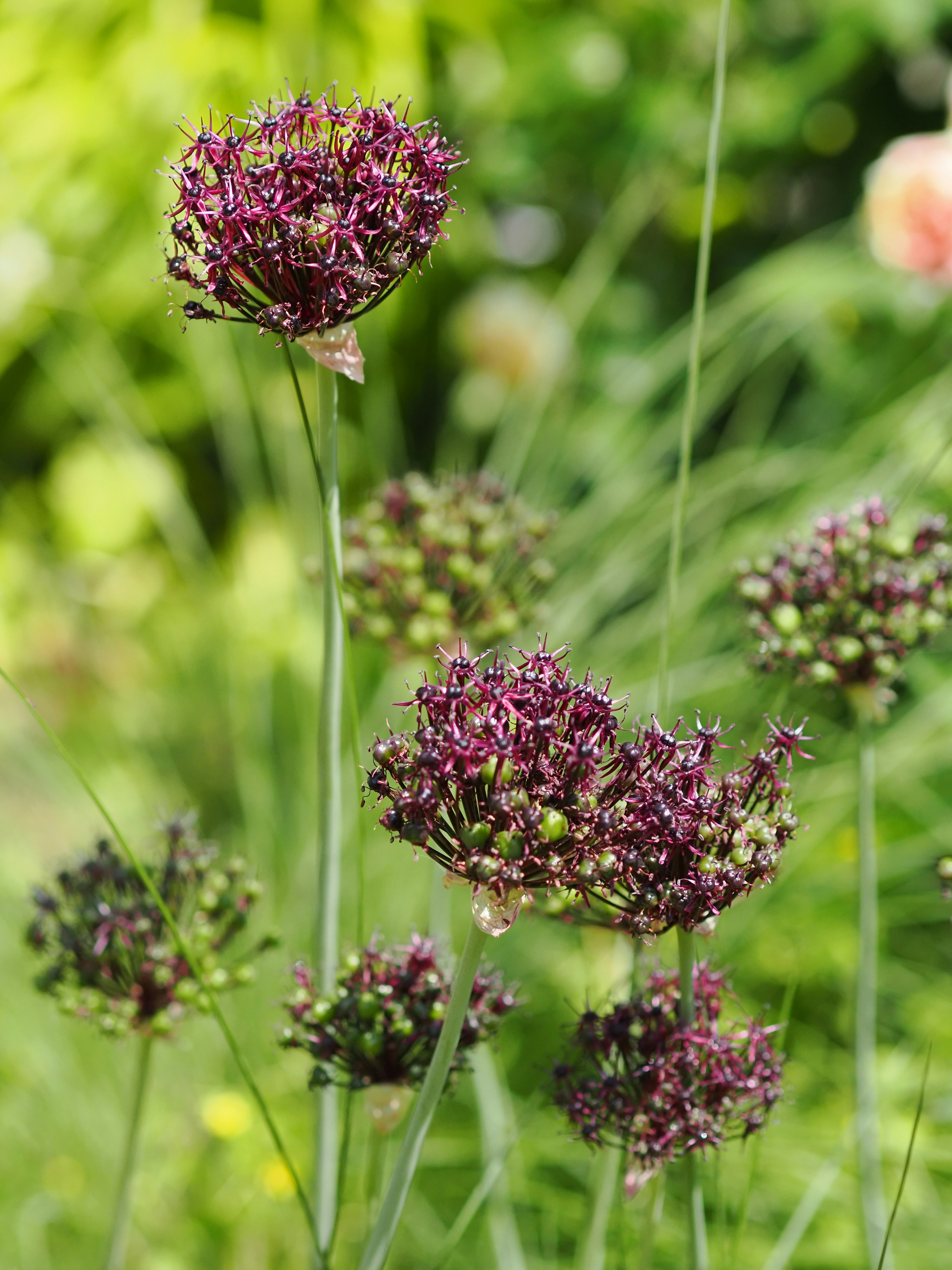 Crimson Alliums in Soft Focus Meadow