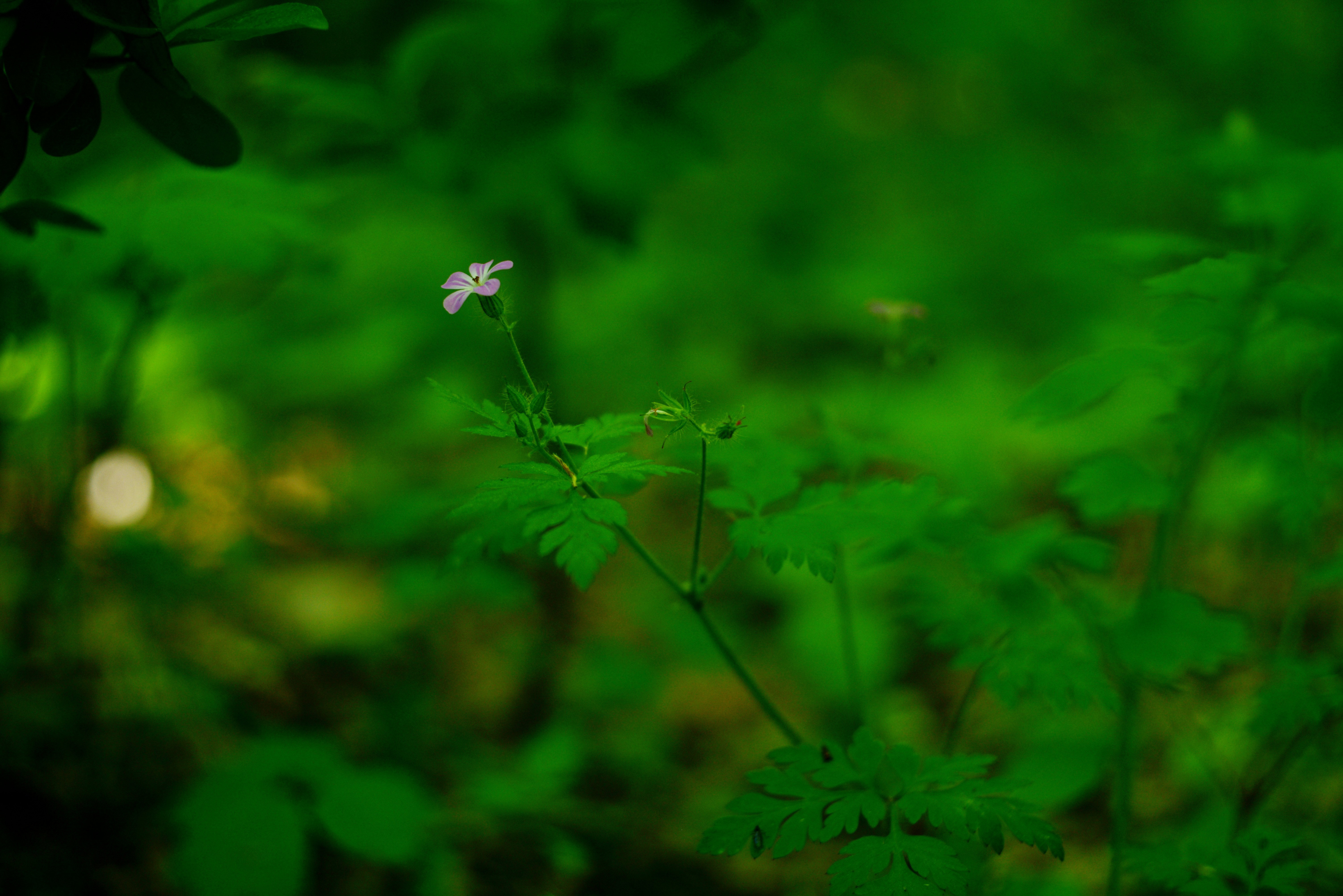 Whisper of a Petal: a solitary bloom amid emerald hush