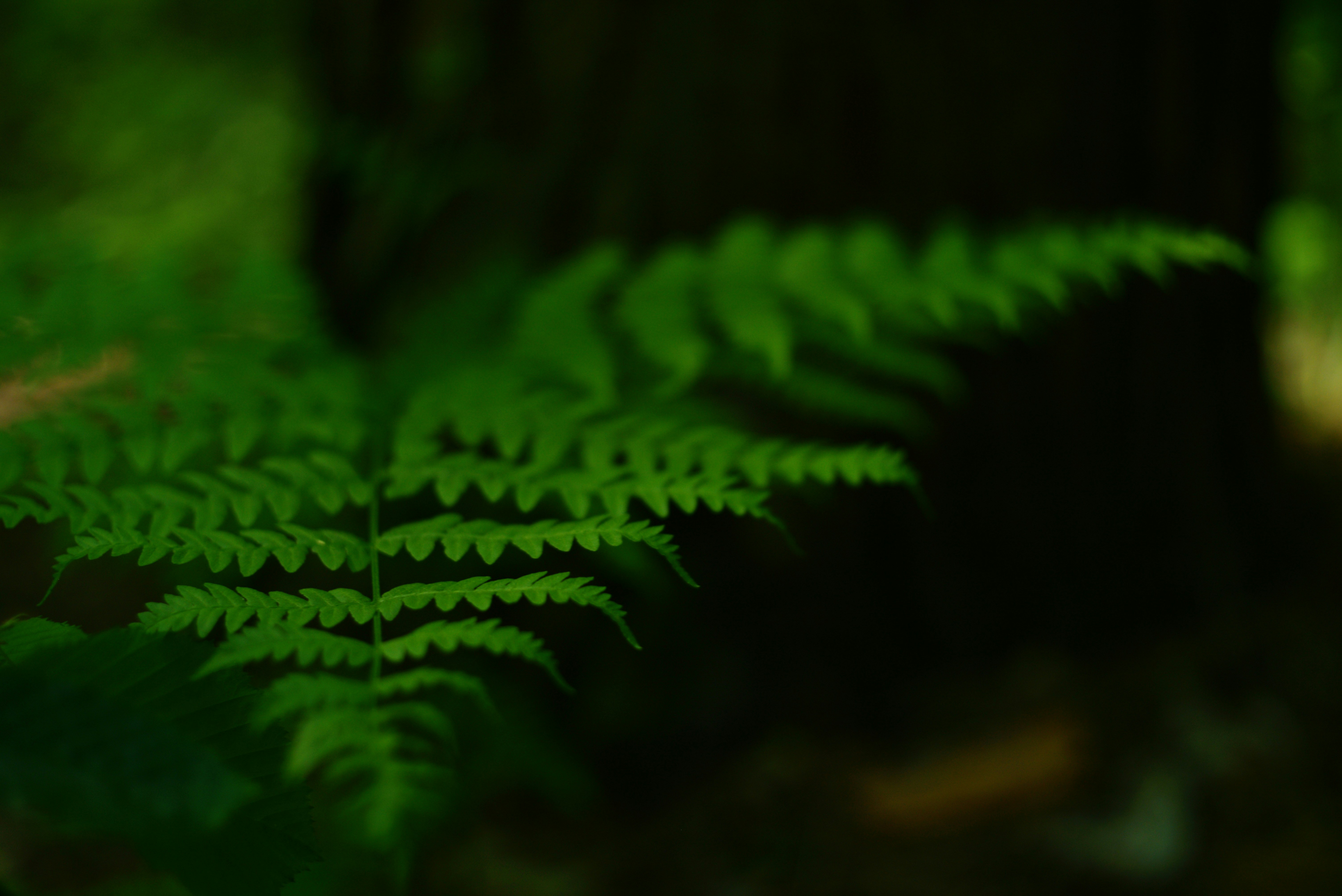 Dappled Fern in a Quiet Forest Glow