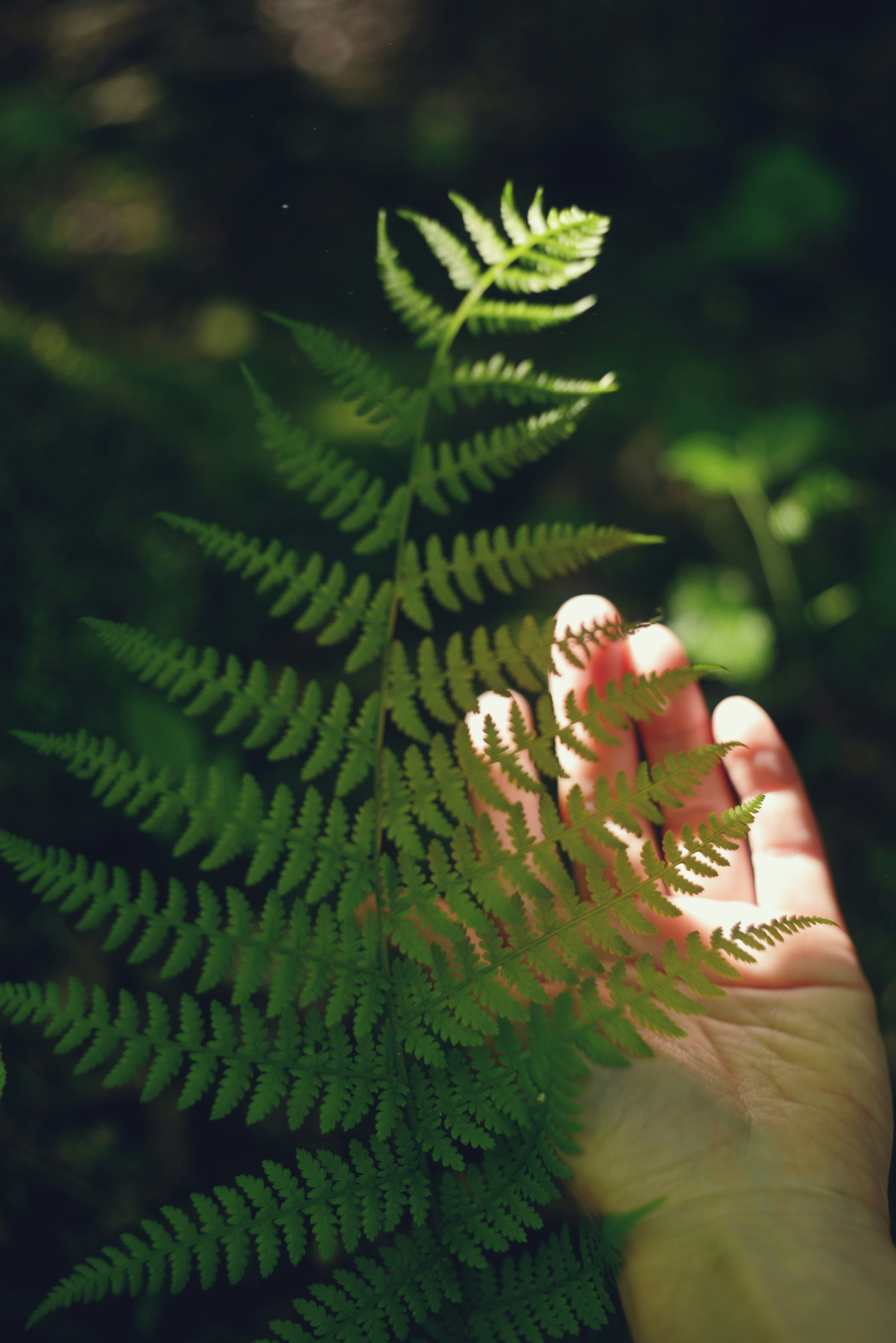 Fern Fronds and Gentle Touch: A Quiet Moment in Sunlit Green
