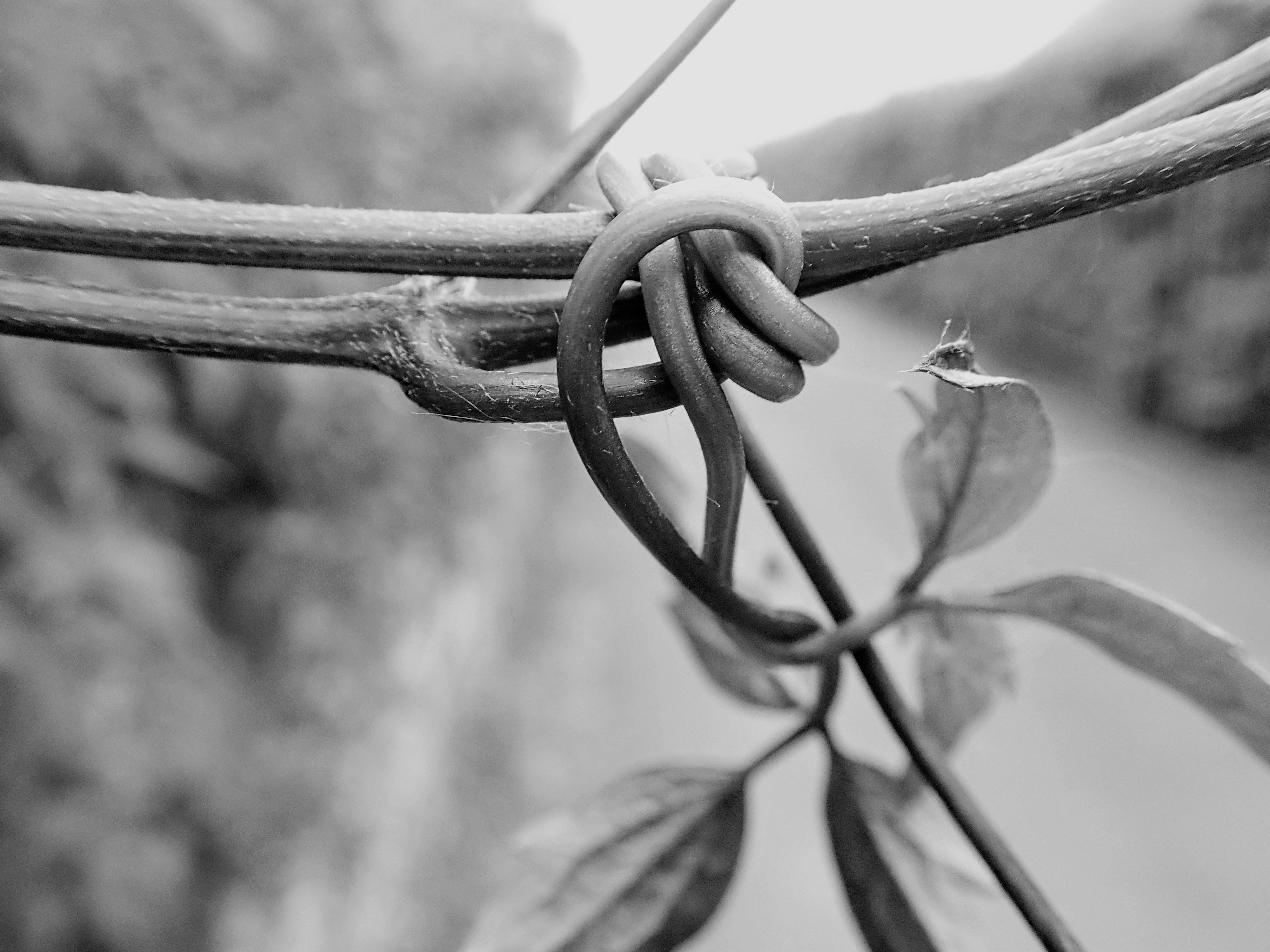 Tangled Wire and Leaf: Focus on a Fragile Knot