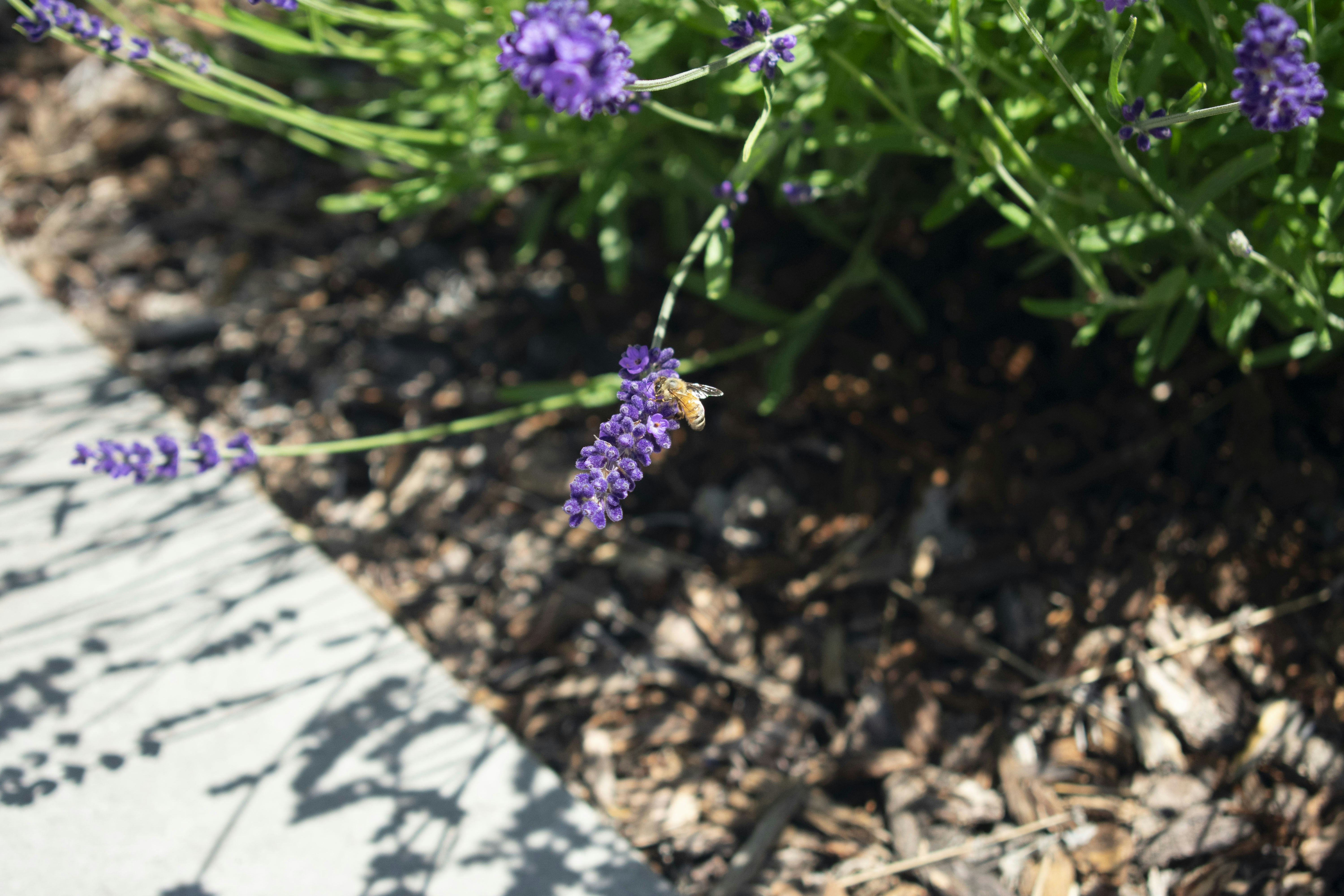 Bees at Lavender Edge