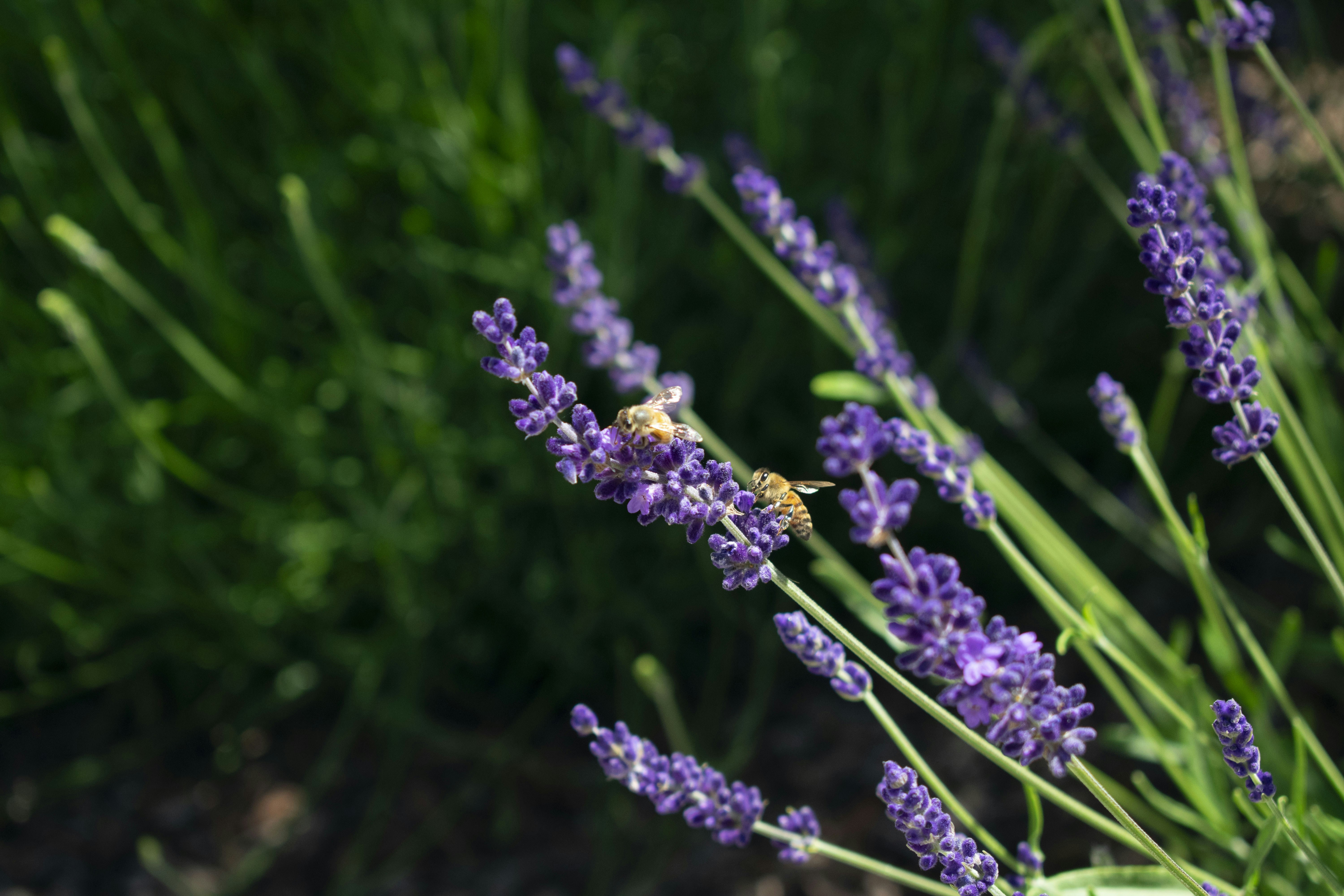 Lavender in Focus: Bee at Rest on a Purple Spike
