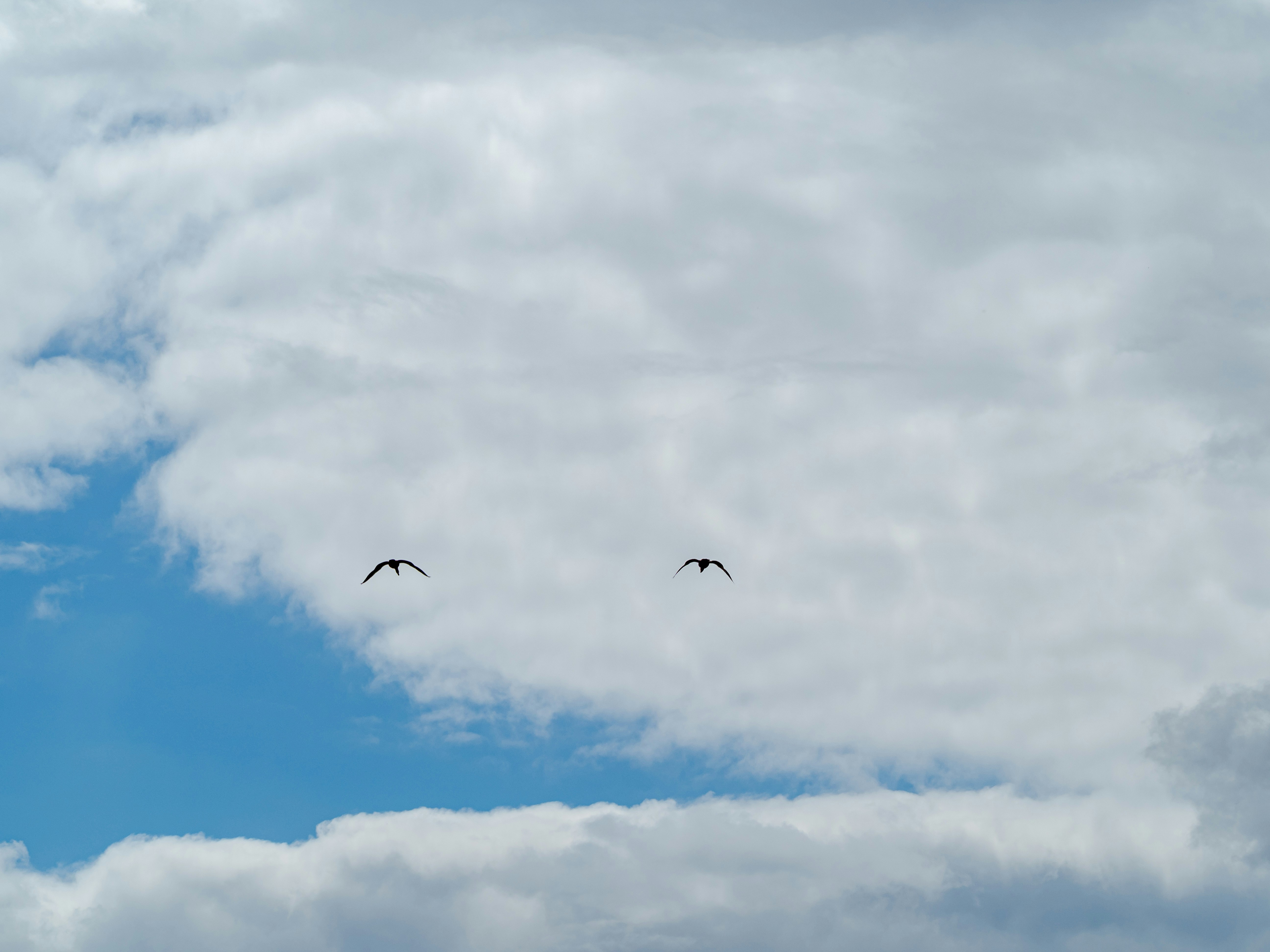 Two distant Gulls carve a calm arc under a moody sky