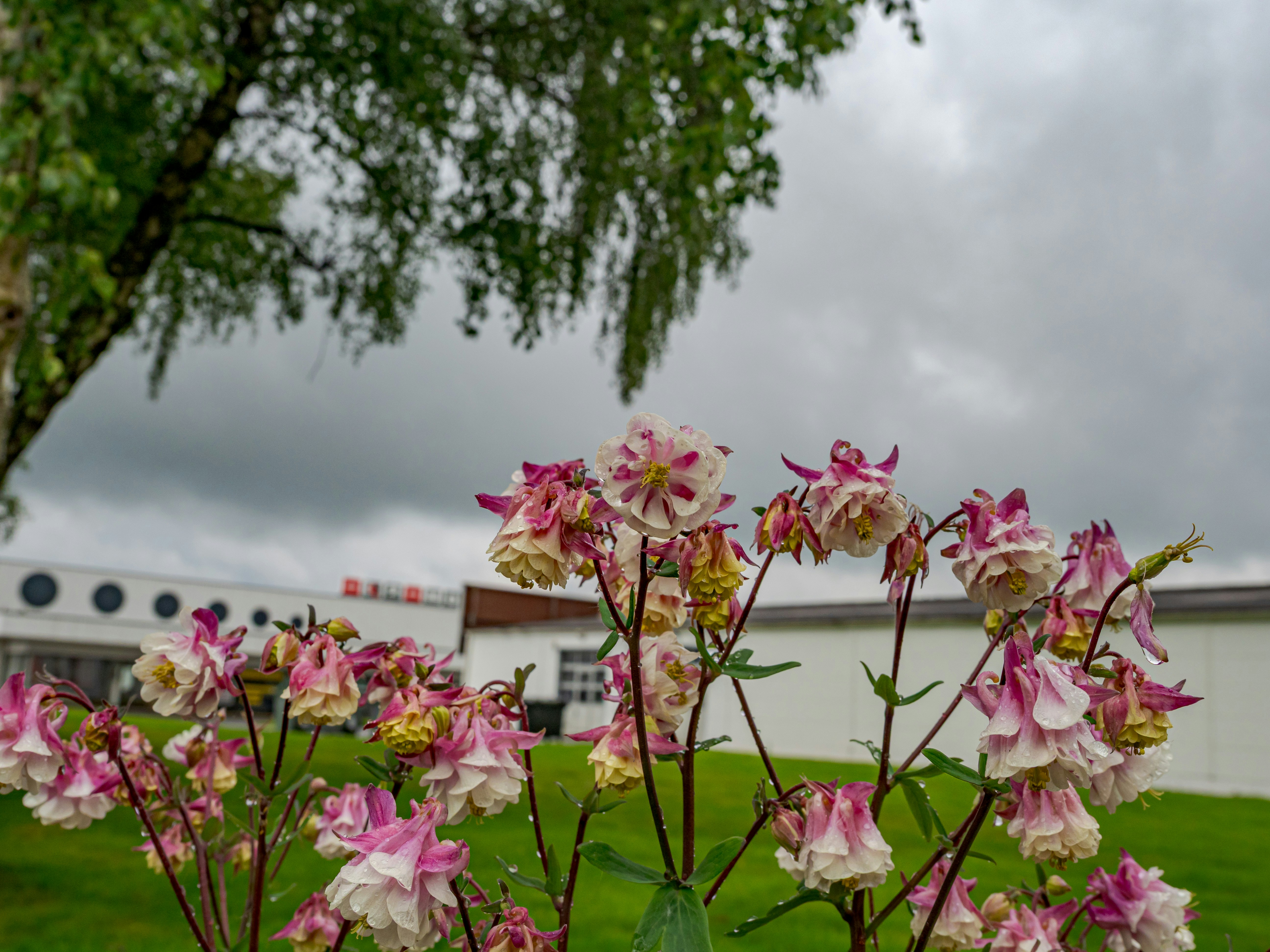 Pink-White Flowers Against Industrial Backdrop