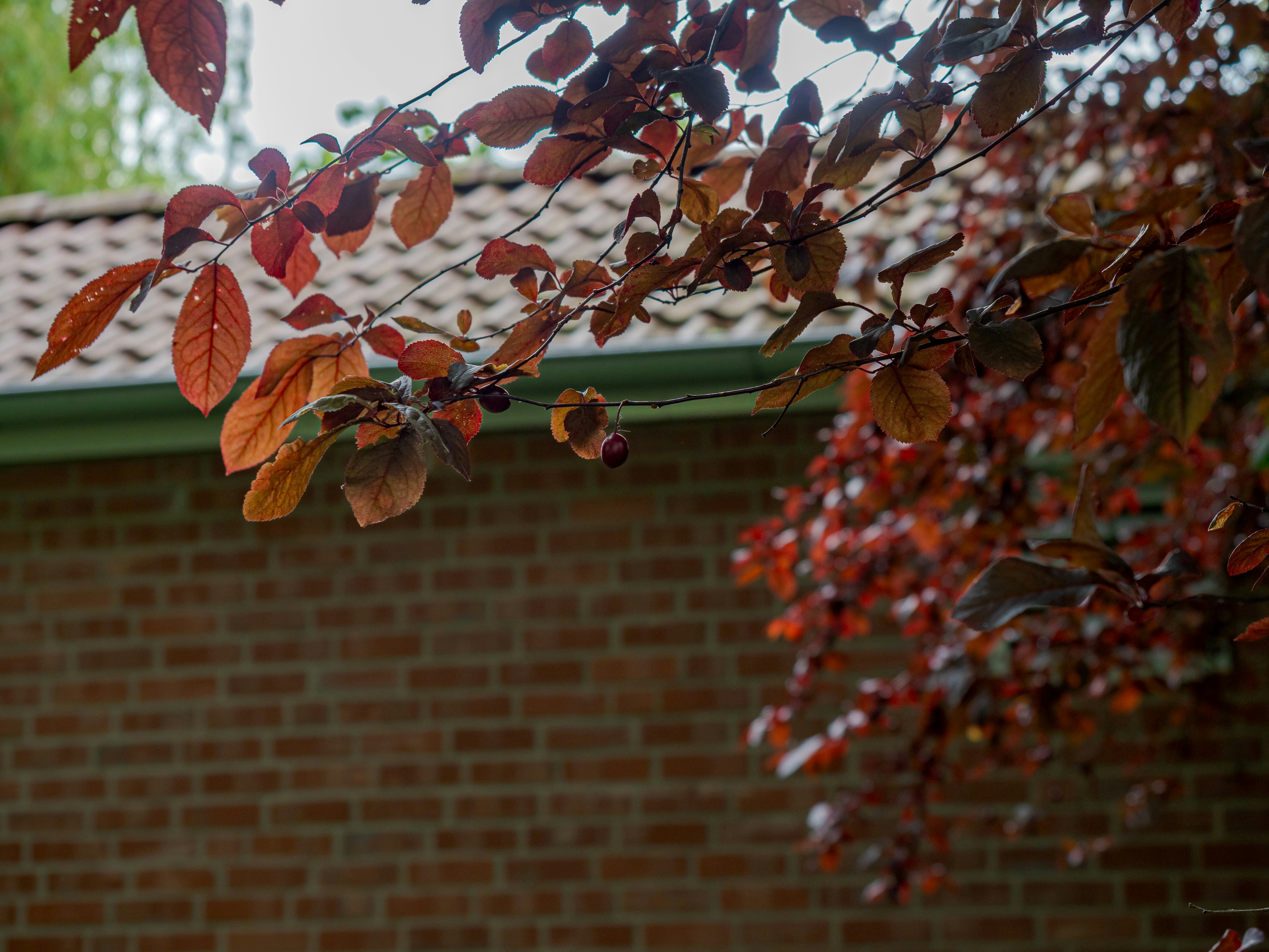 Crimson Leaves Over a Brick Corner