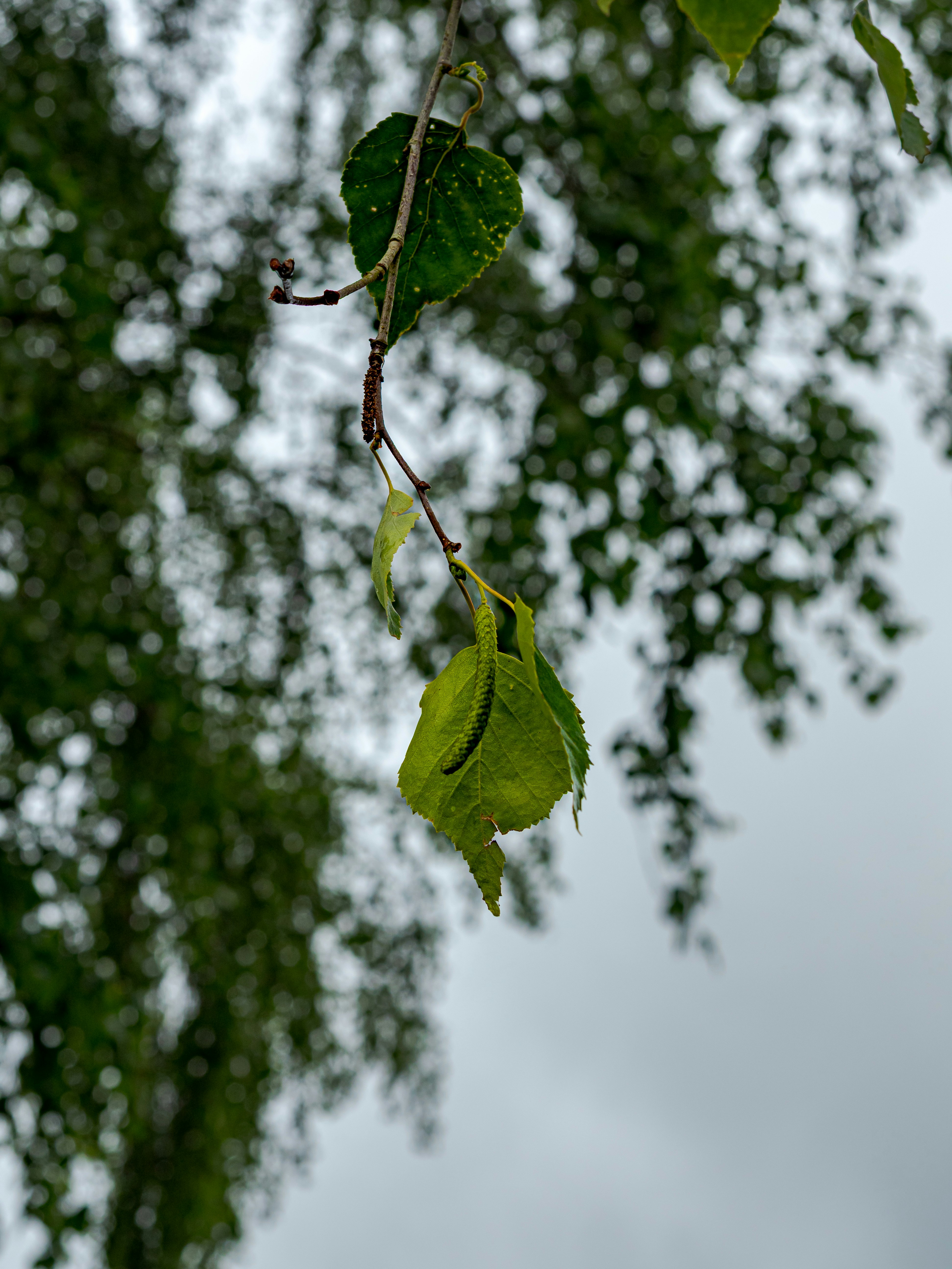 Hanging Green: A Thorny Leaf Clinging to a Slender Branch