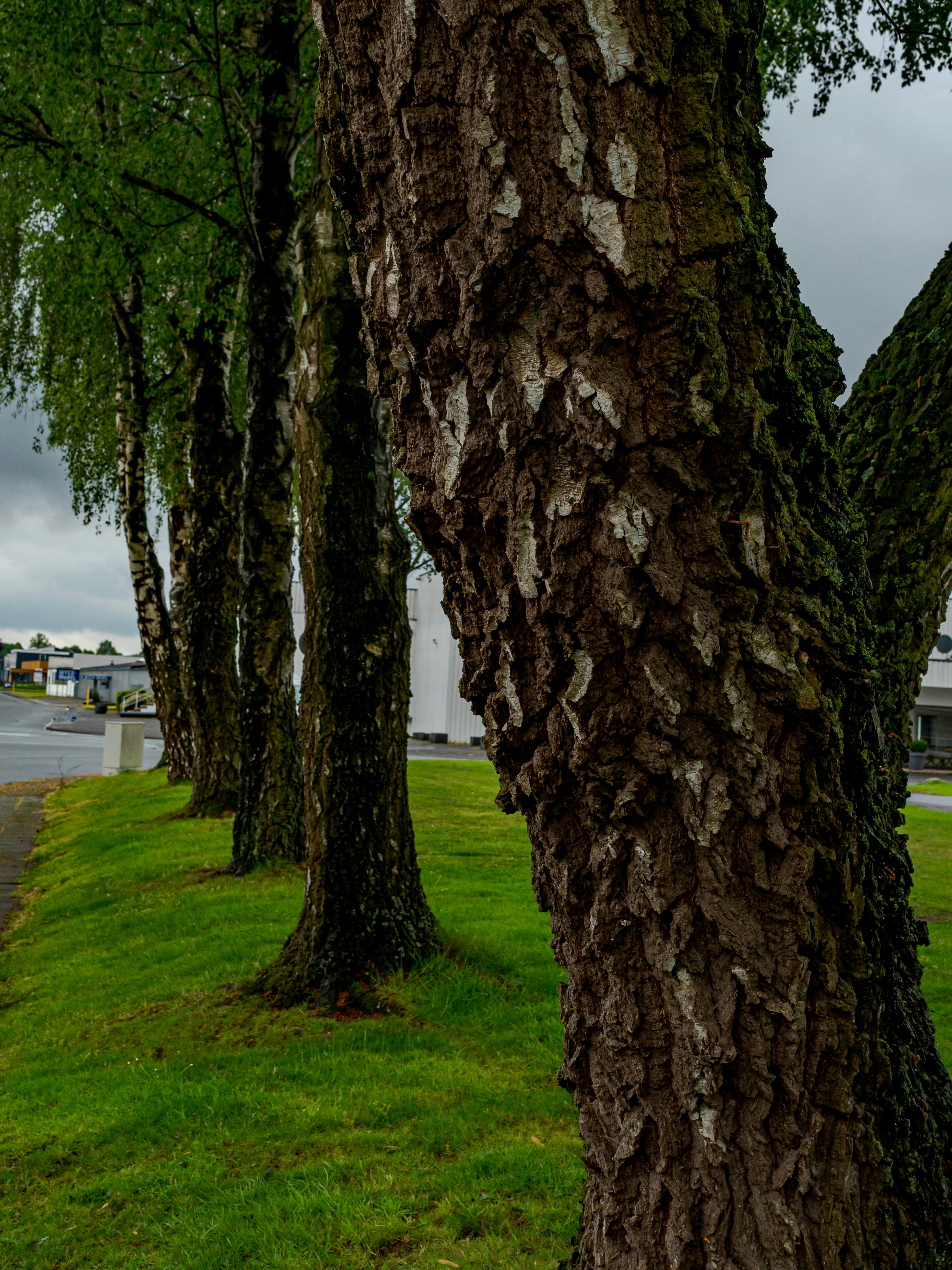 Row of Bark-Twisted Guardians Along a Green Verge