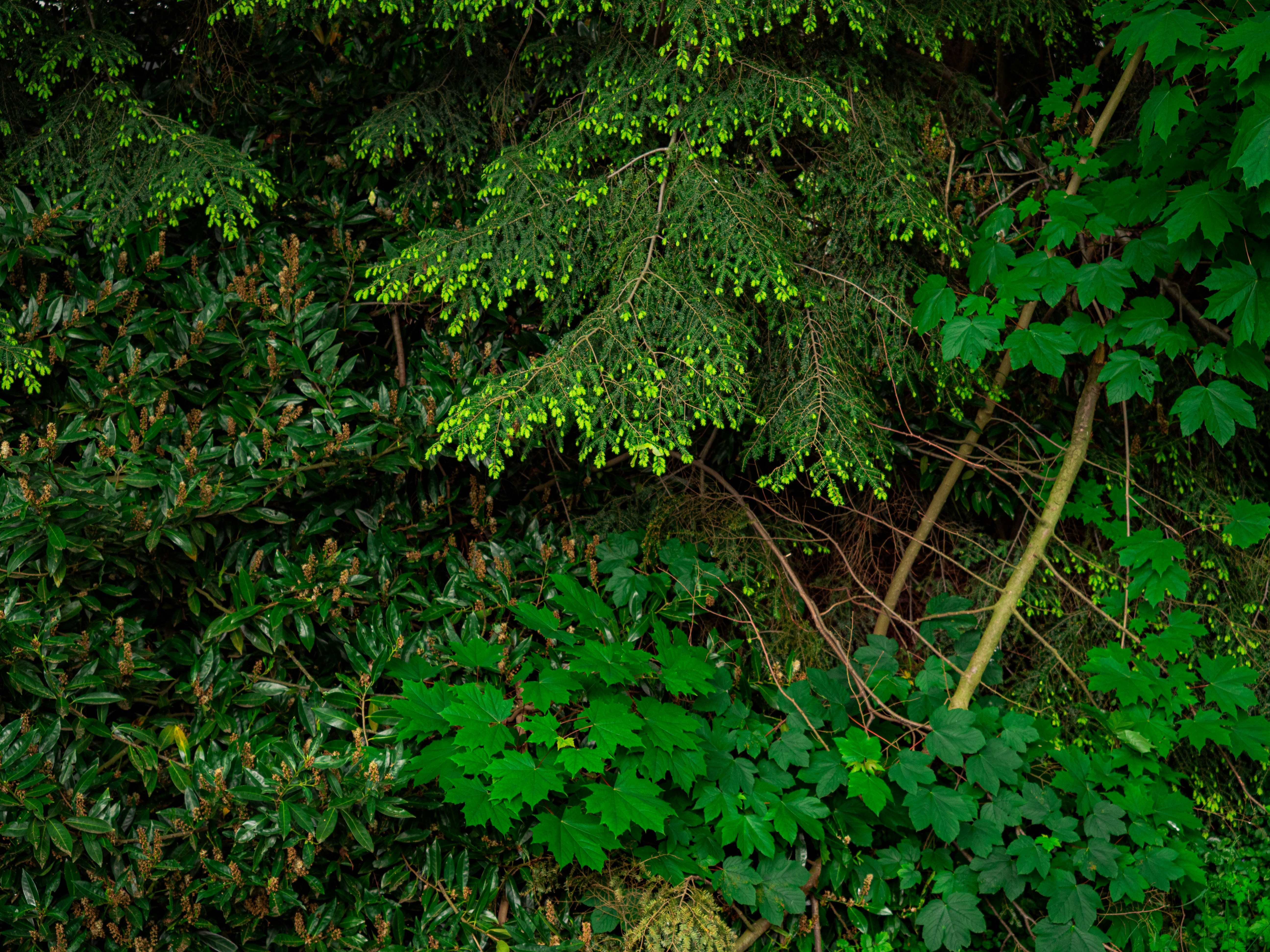 Verdant Tangle: Close-Up of Dense Garden Foliage