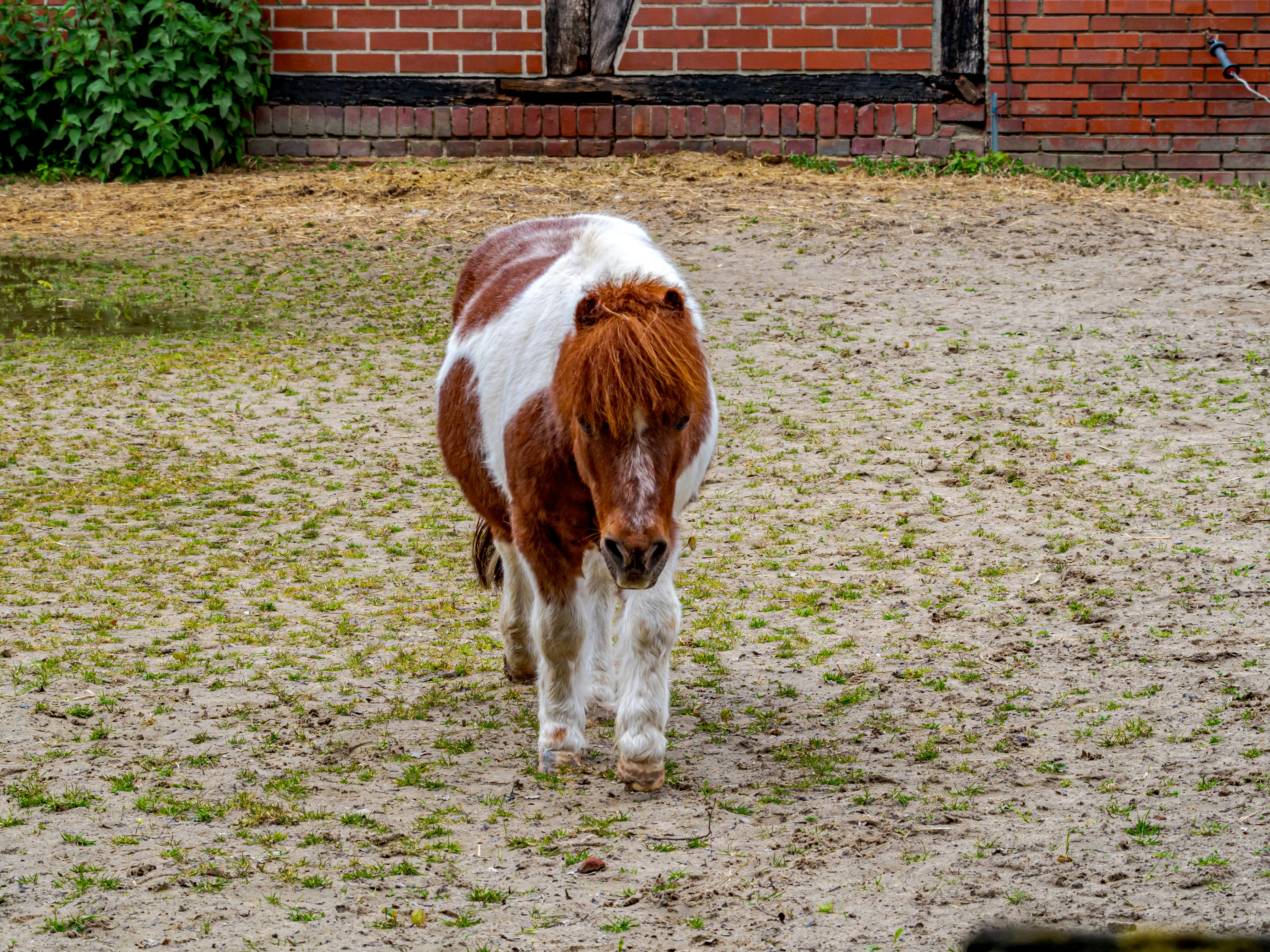 Brown-and-White Pony Strolls Across a Worn Courtyard