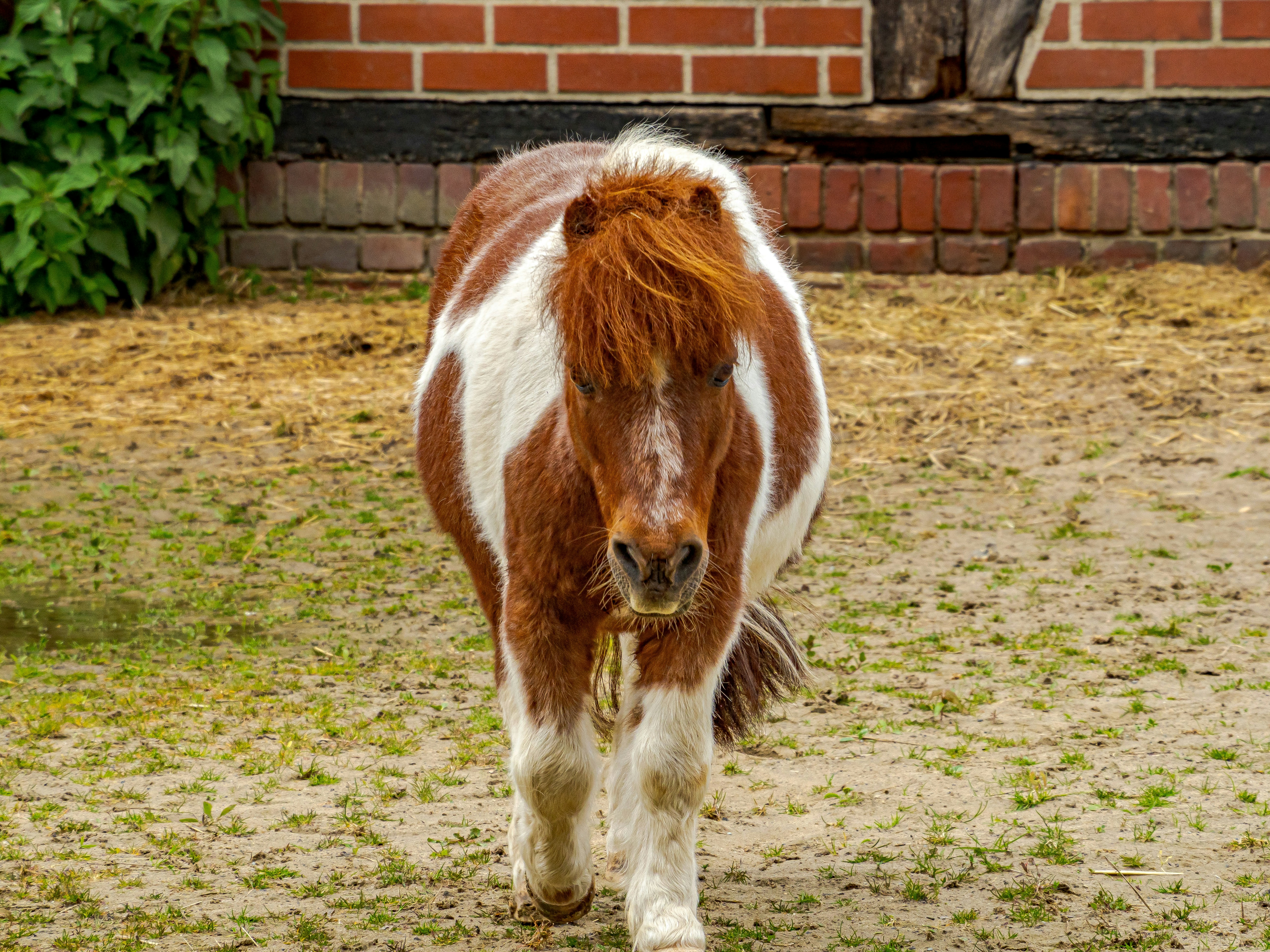 Chestnut-White Pony Steps Into the Yard Light