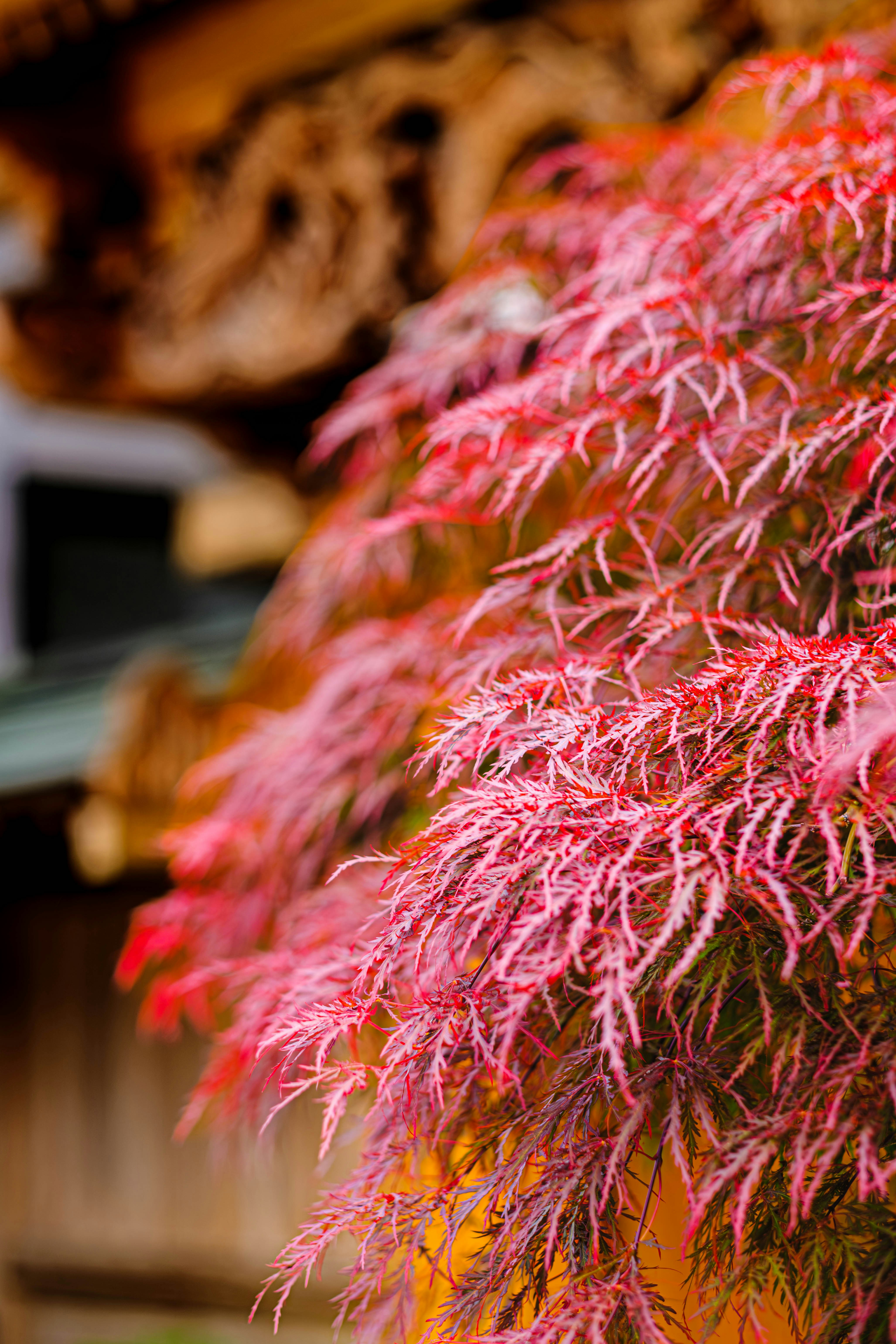 Crimson Lace: A Cascade of Autumn Maple