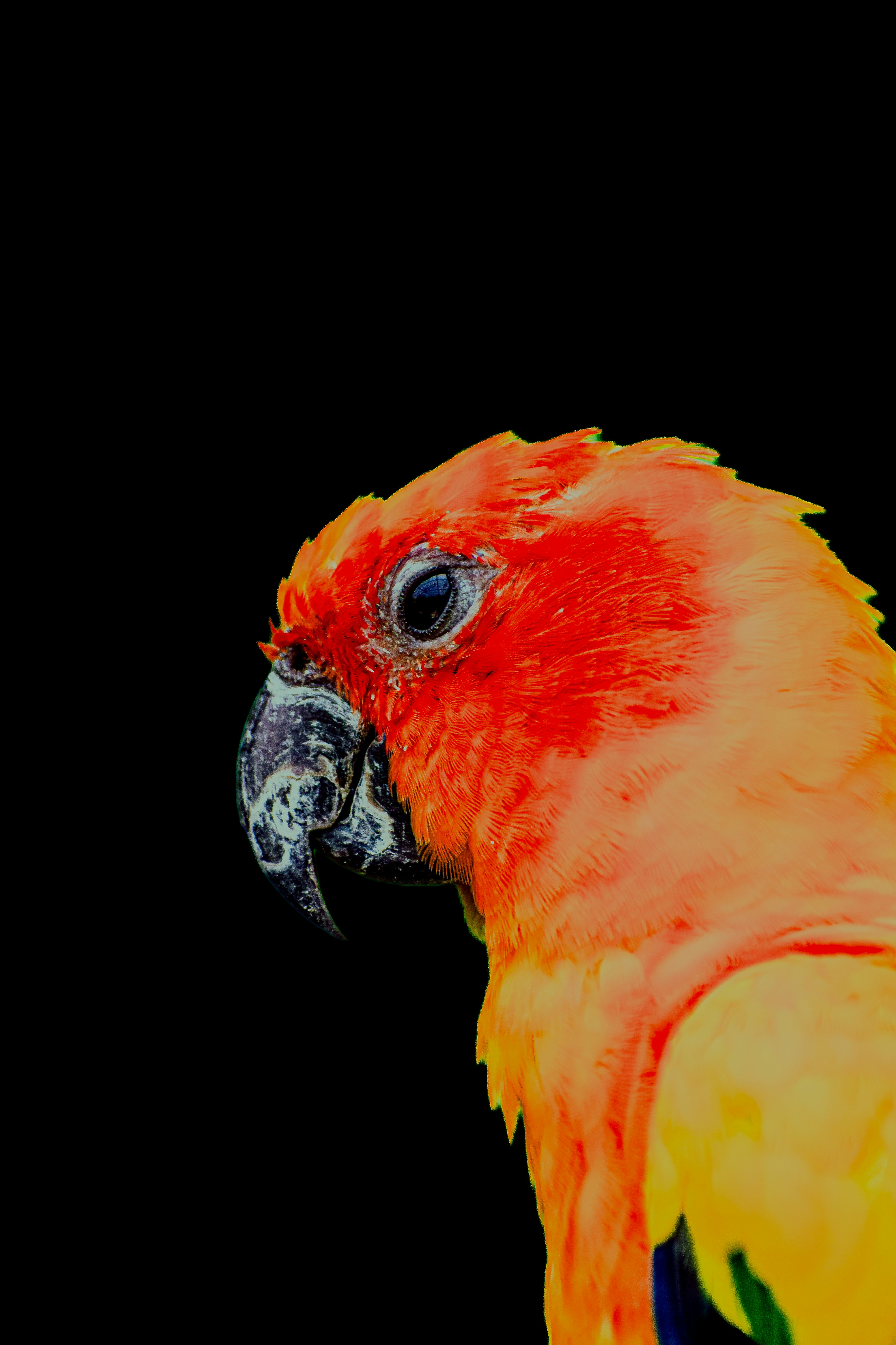 Crimson Crest: A Parrot’s Intense Gaze Against Velvet Black