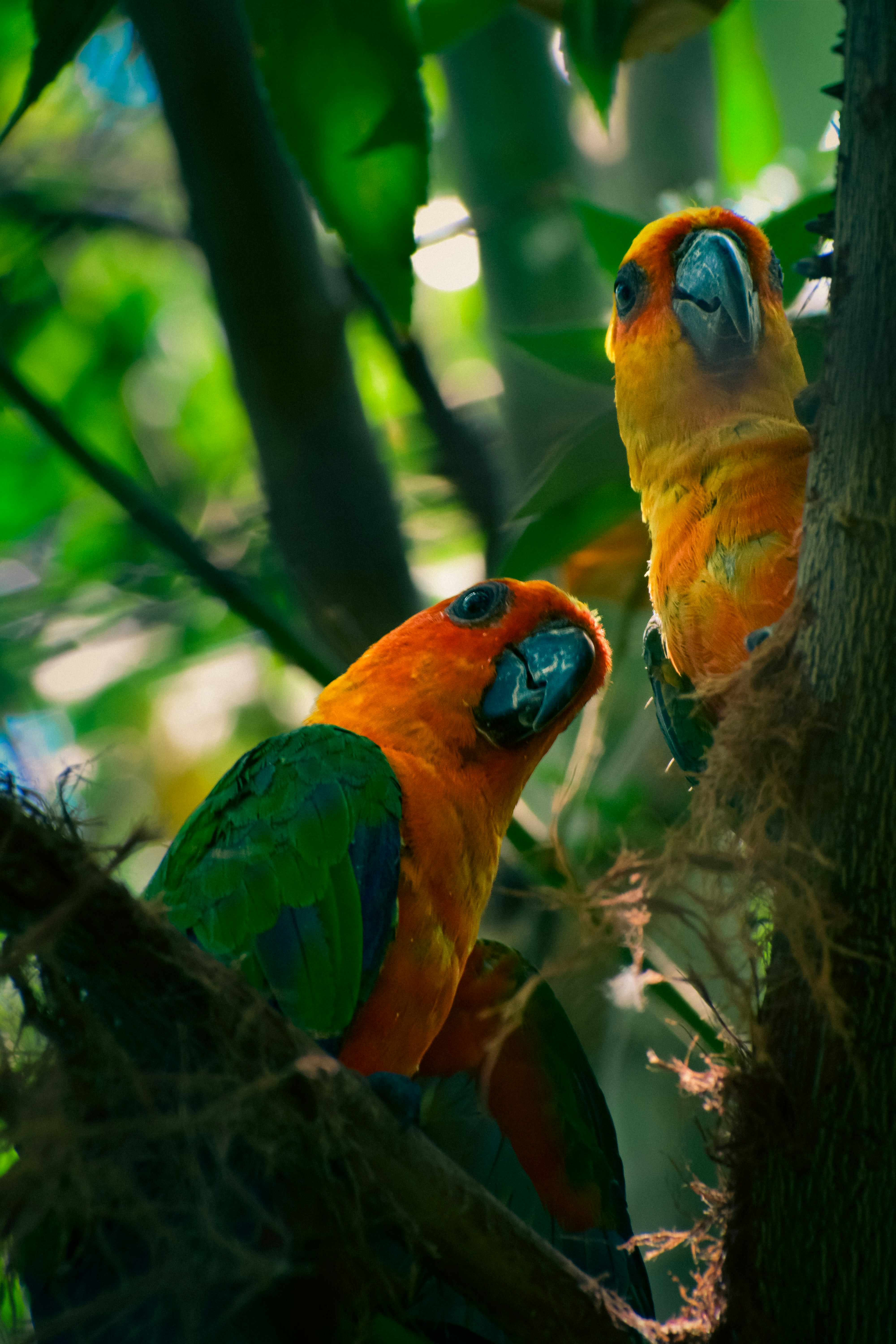 Twin Scarlet Macaws in a Lush Canopy