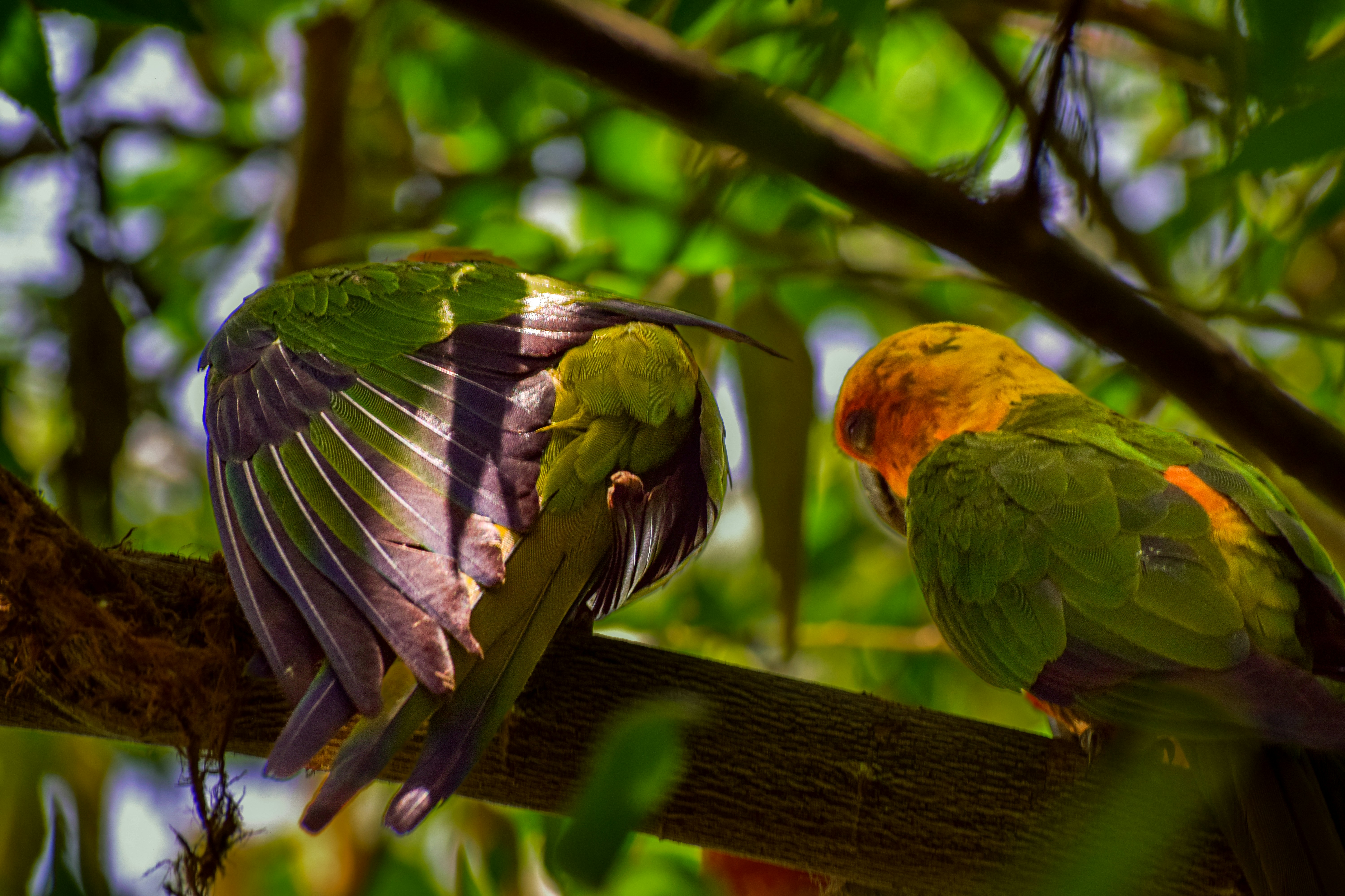 Two parrots in a sun-dappled canopy share a quiet perch