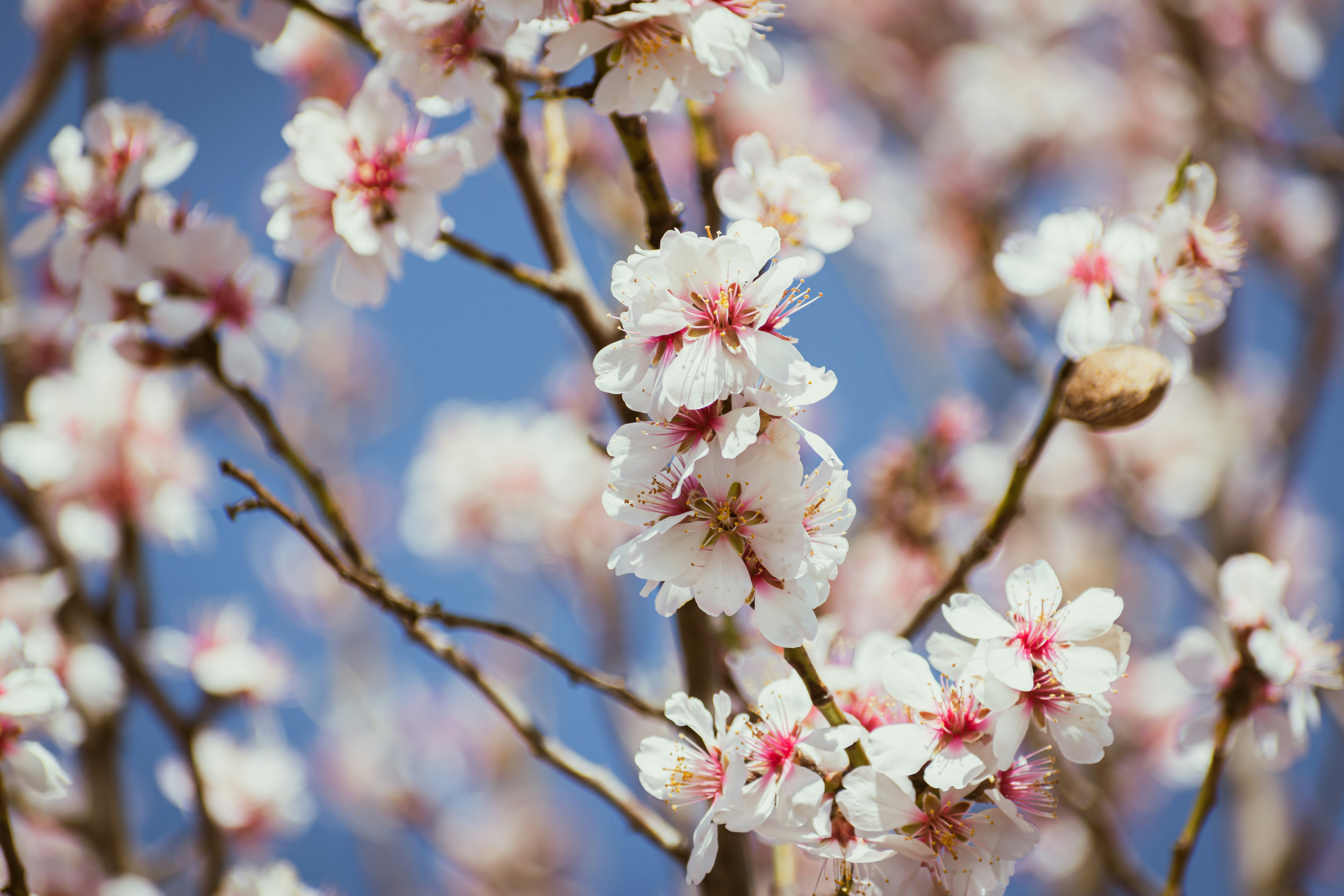 Blossoms in Focus: A Sunny Burst of Spring on Delicate Branches