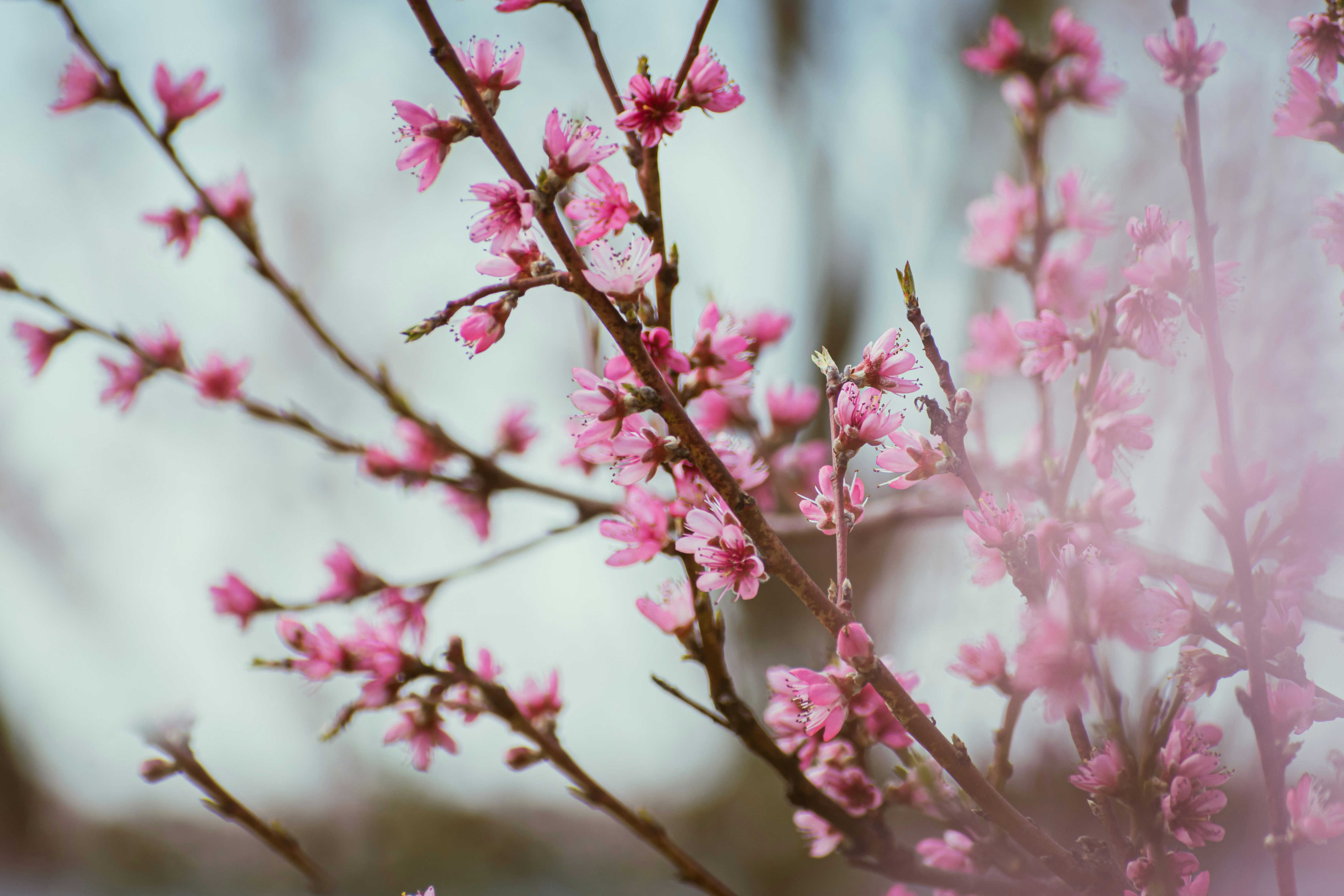 Blooming Pink Veil: Blossoms in Soft Focus
