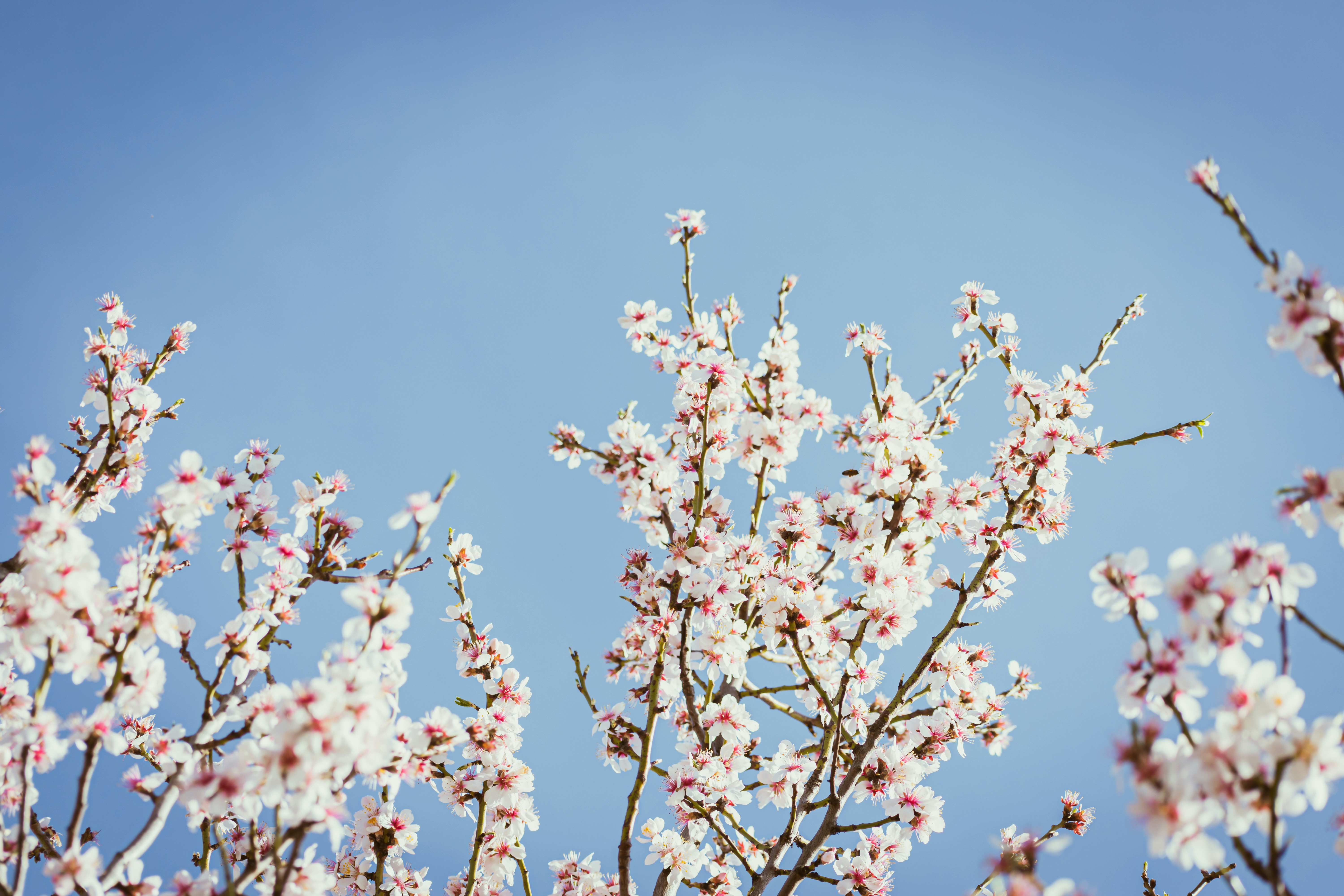 Blossoms Reaching Toward a Clear Sky
