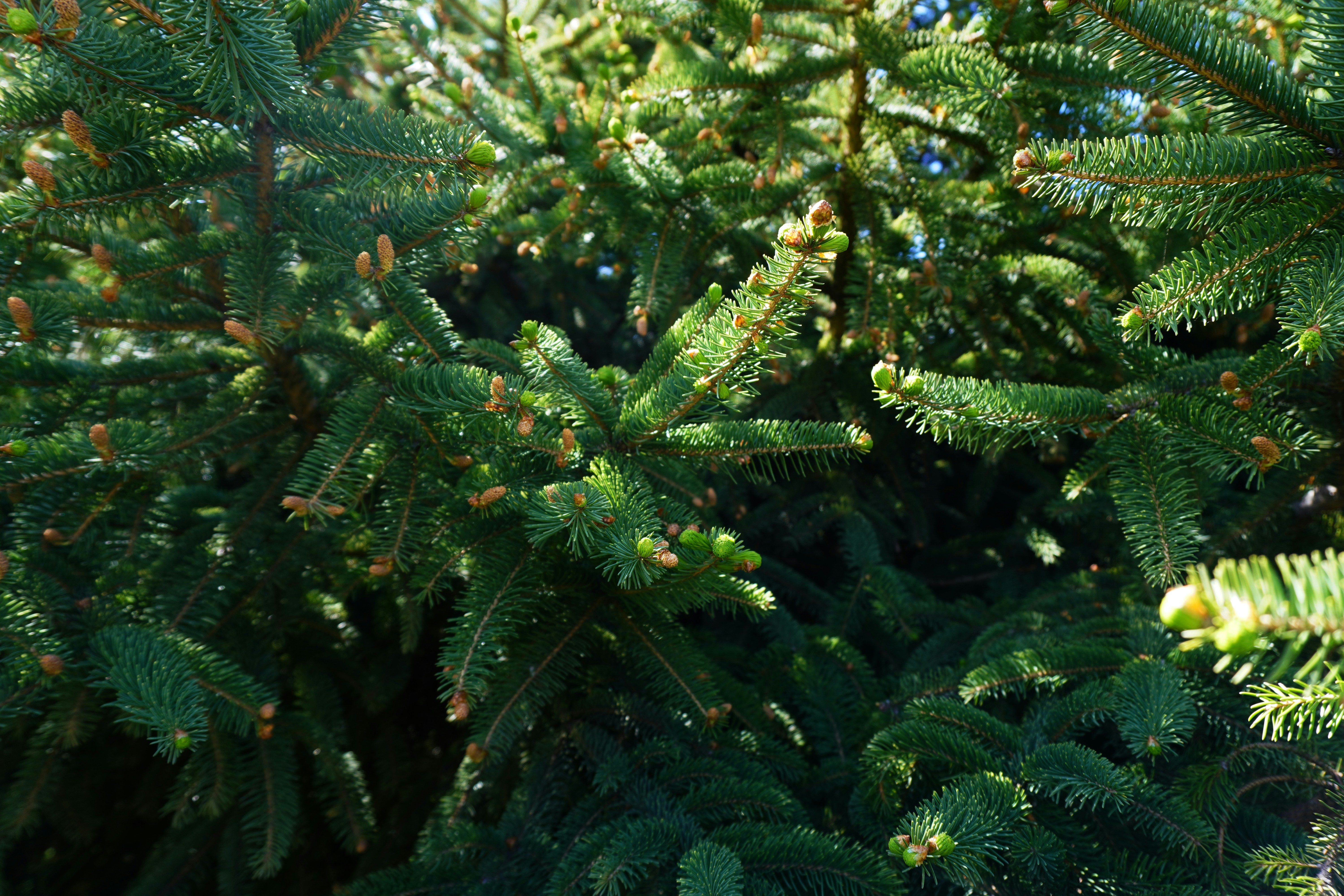 Close-Cropped Evergreen Quiet: Pine Needles Framing Hidden Light