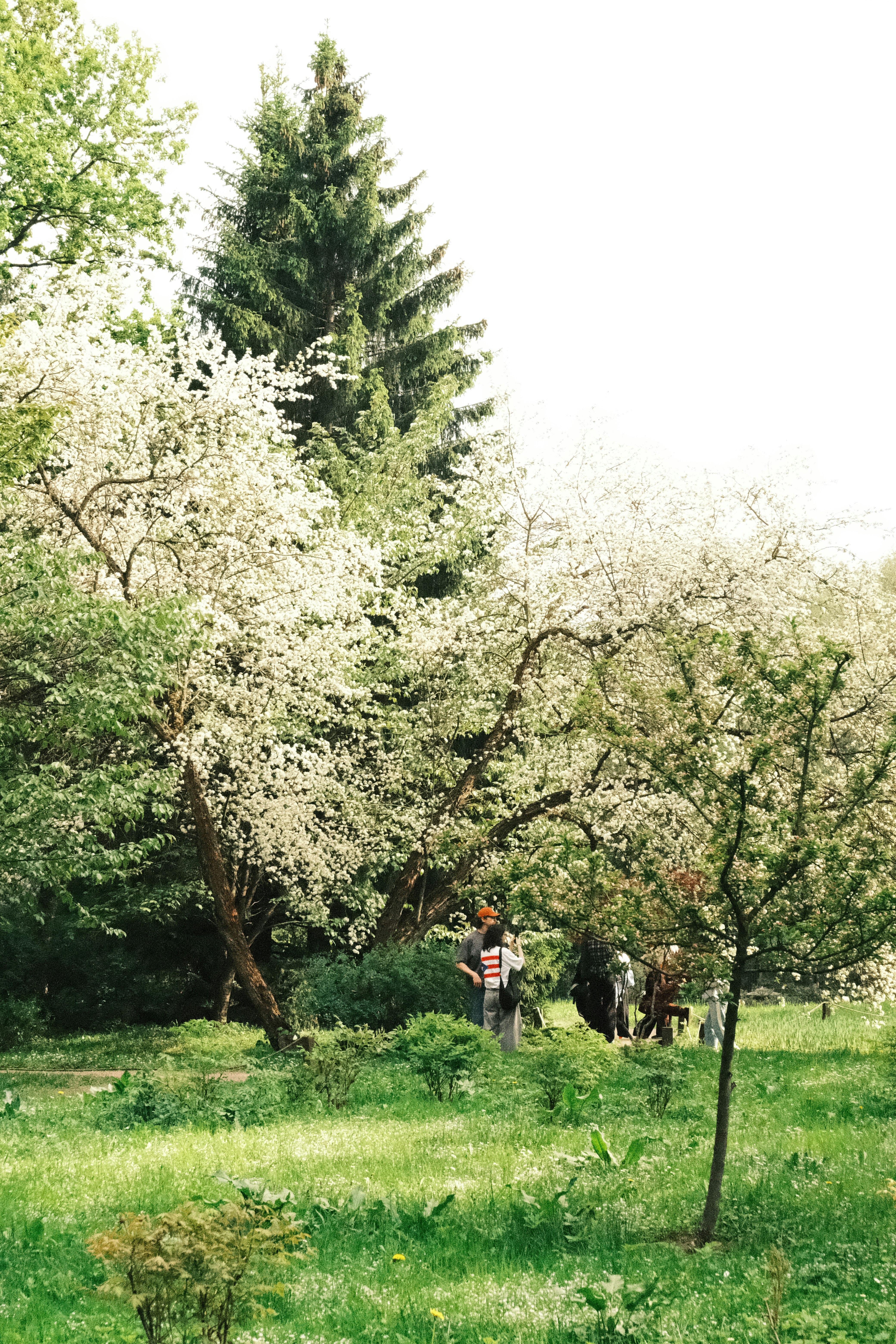 Blossom Arcade: A Quiet Moment under Blooming Trees