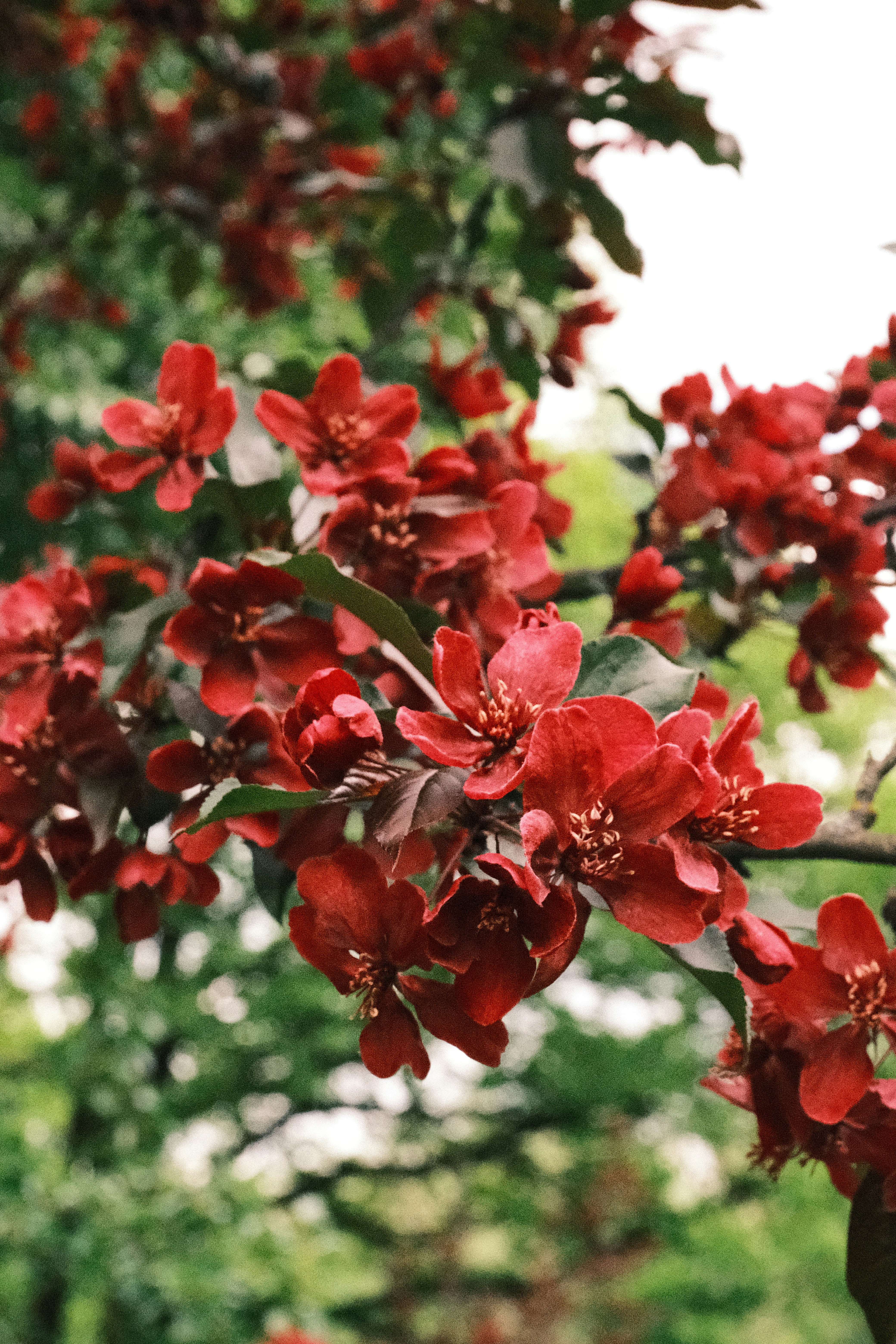 Crimson blossoms crowd a sunlit branch