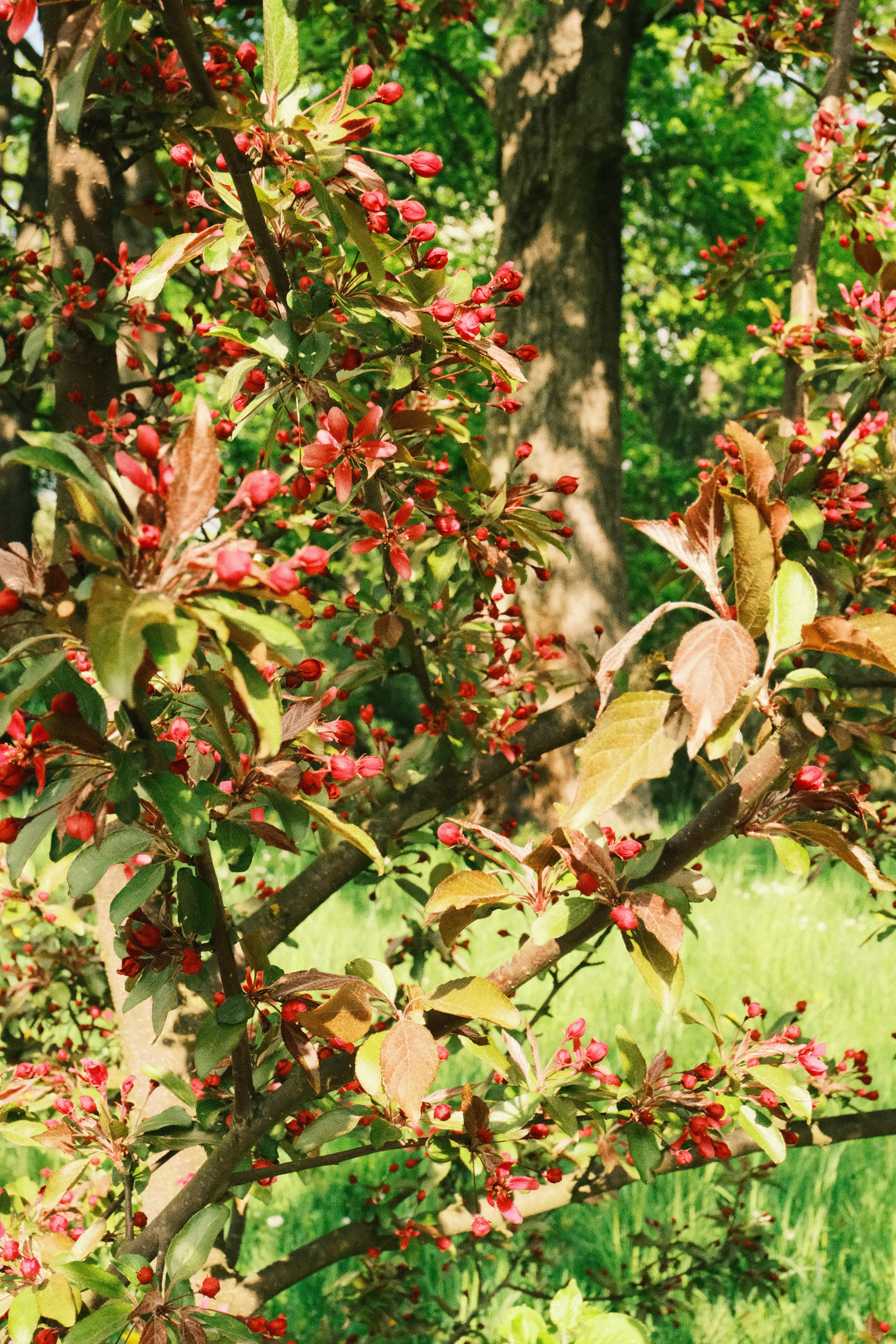 Crimson Buds Among Green Veil