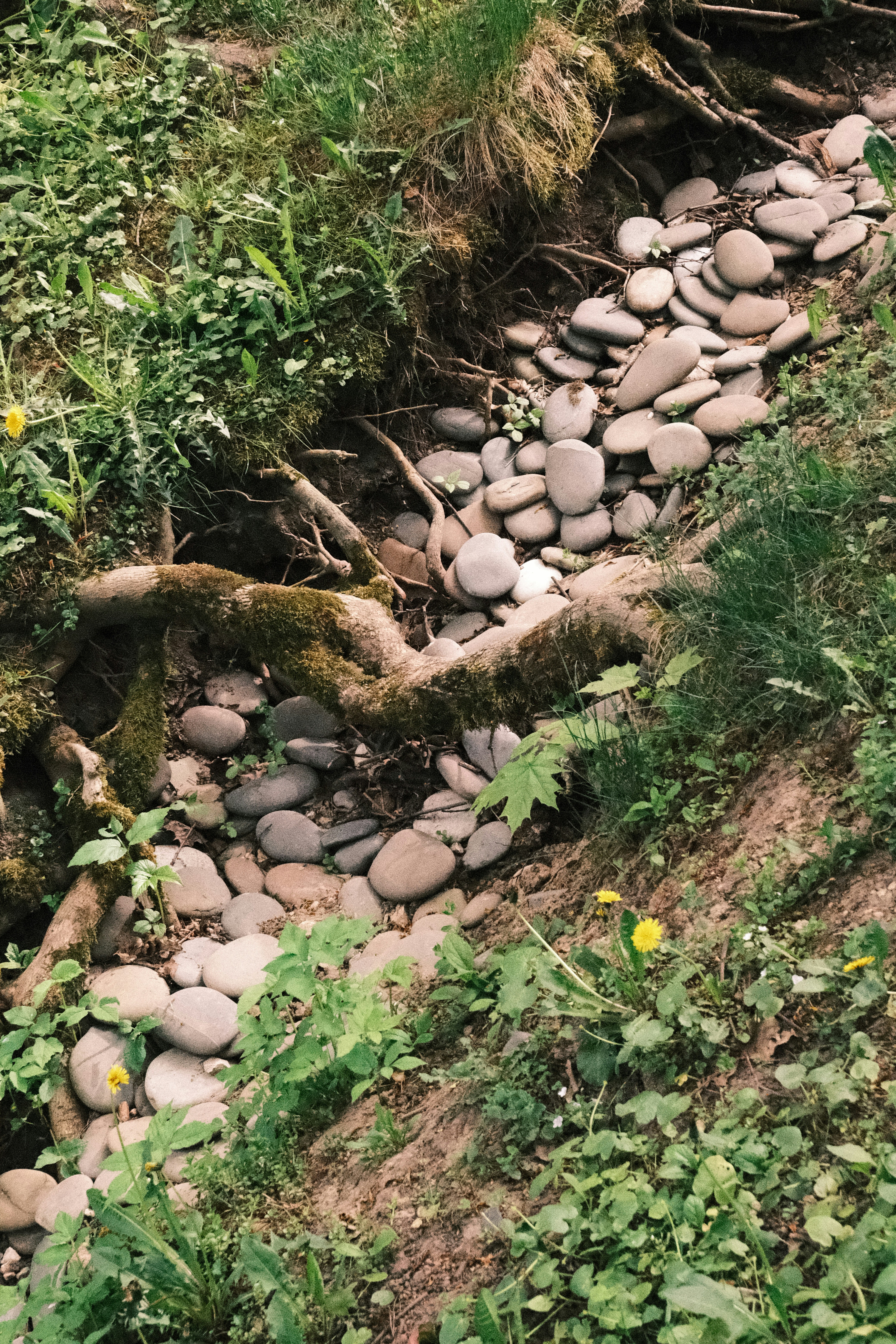 Pebbled Brookbed Winding Beneath Foliage