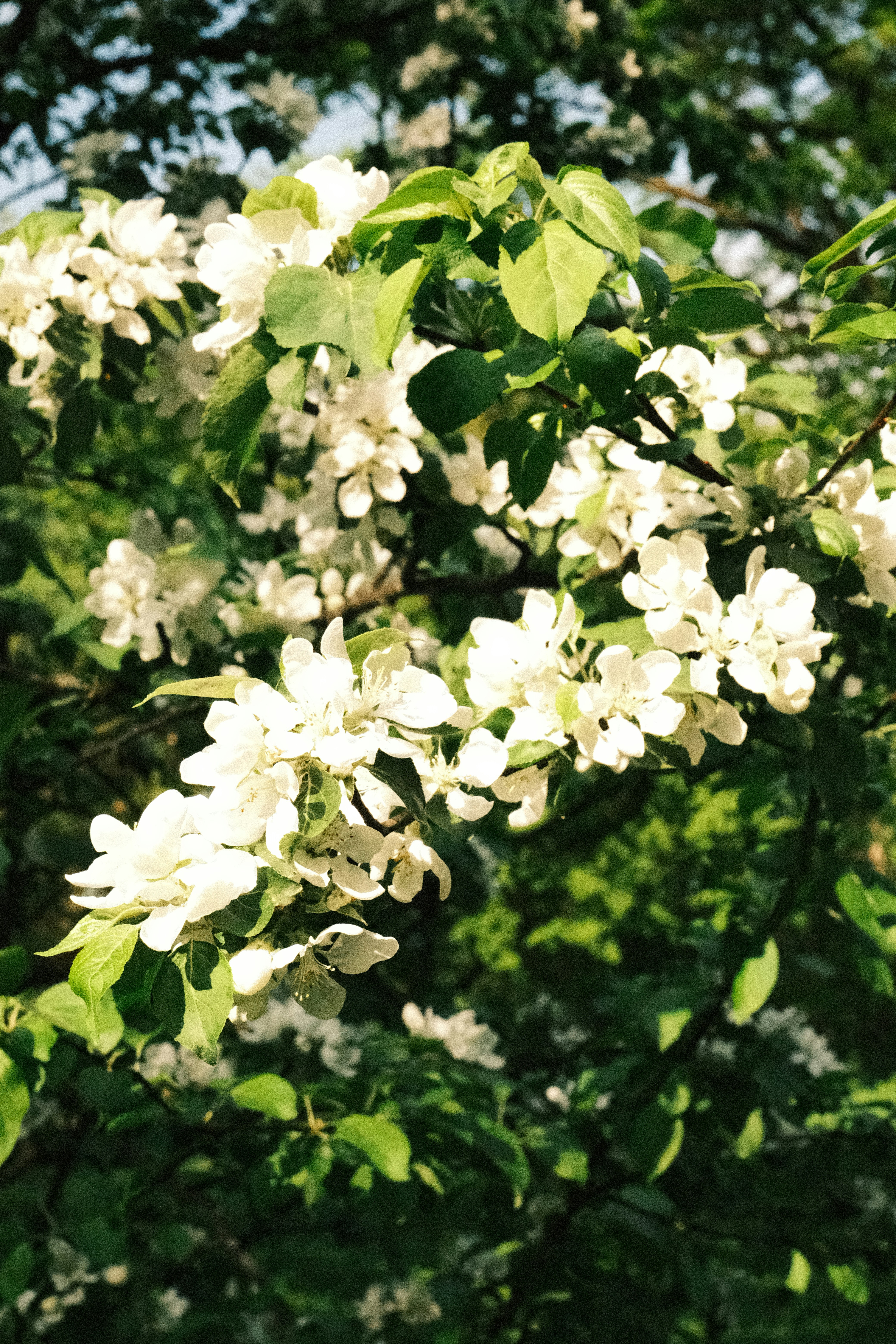 Blossoms in Sunlit Quiet