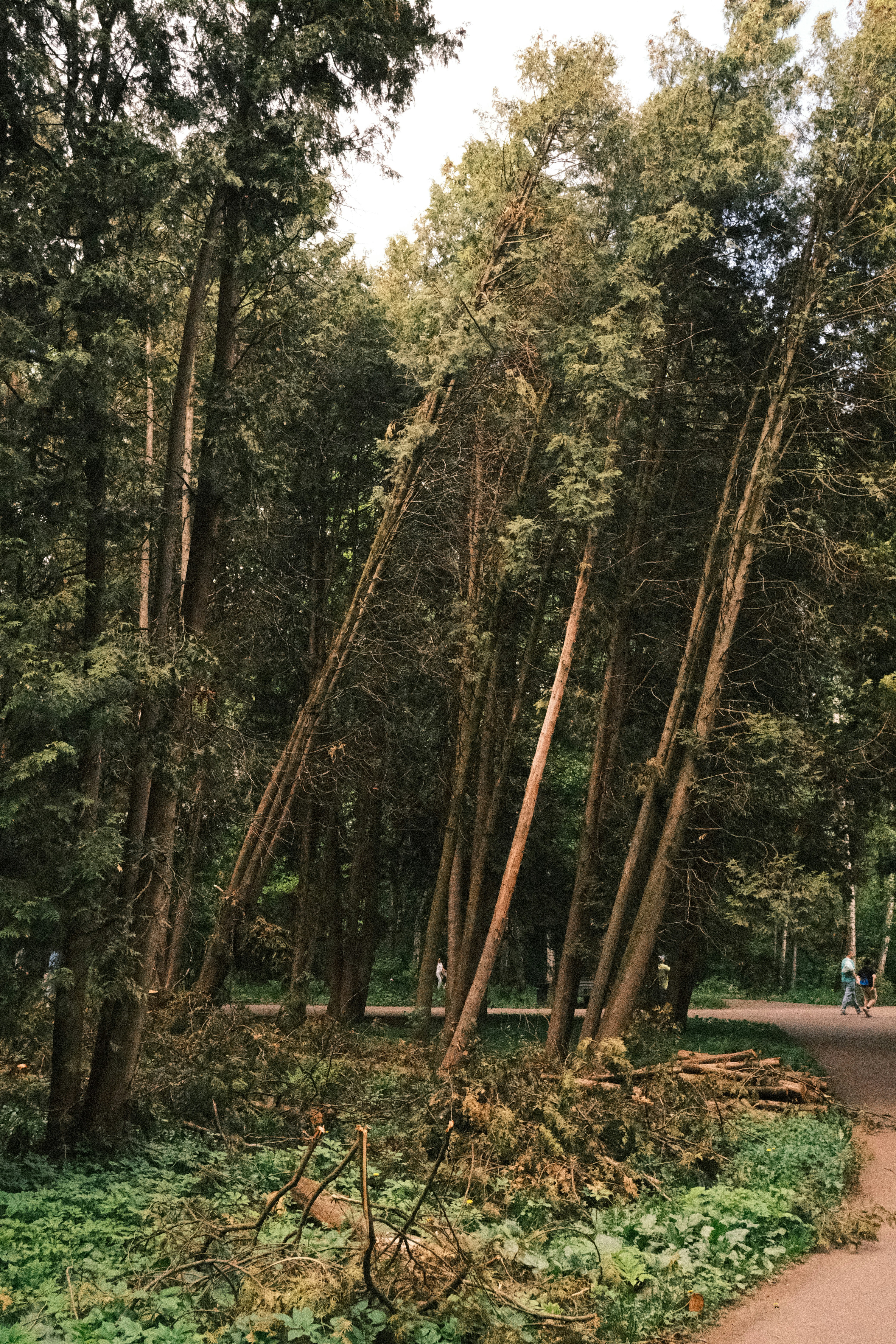 Tall trees lean over a path with fallen branches. photo – Free Forest ...