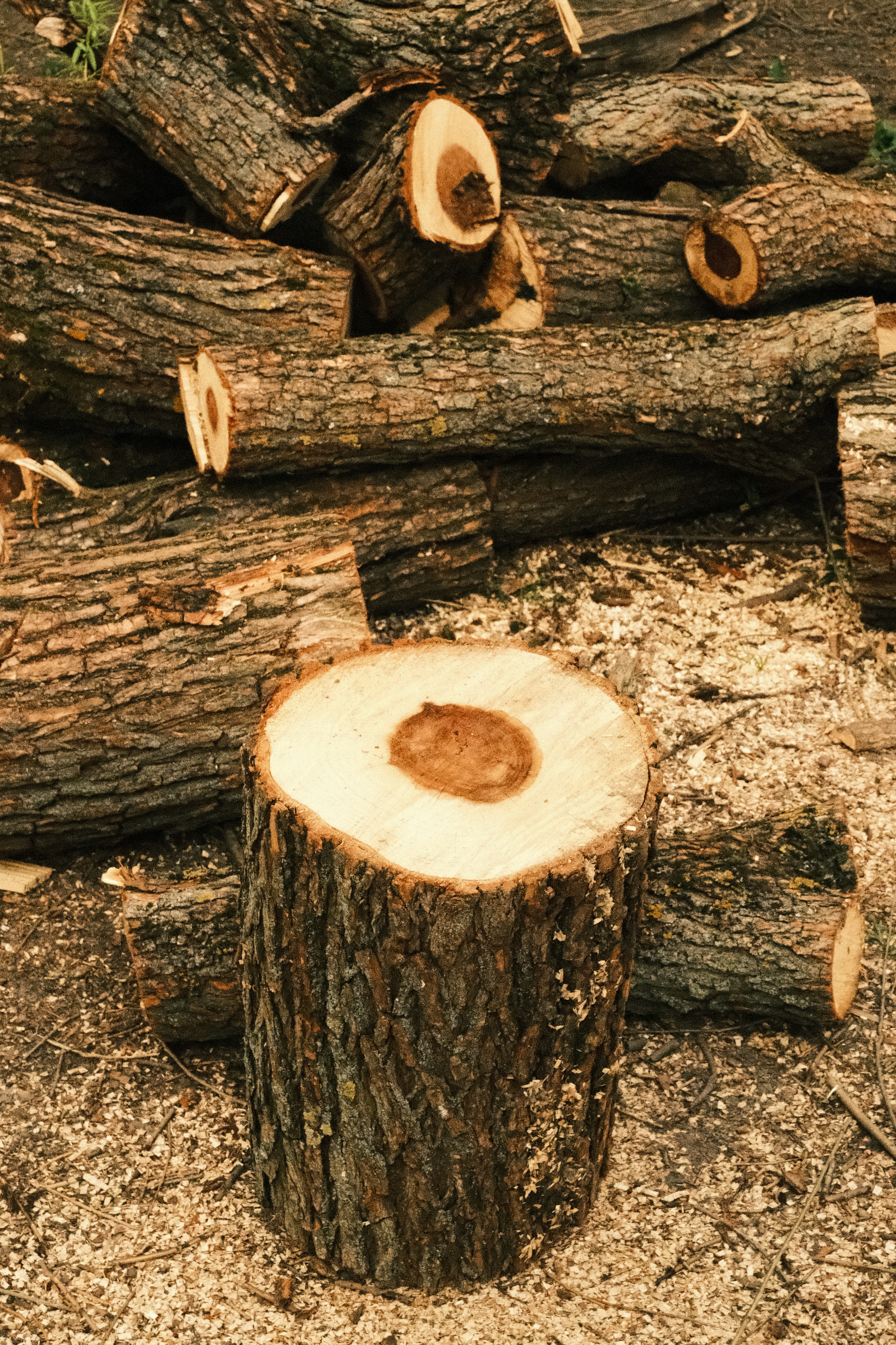 Stacked Echoes: Freshly Cut Log in Warm Woodpile