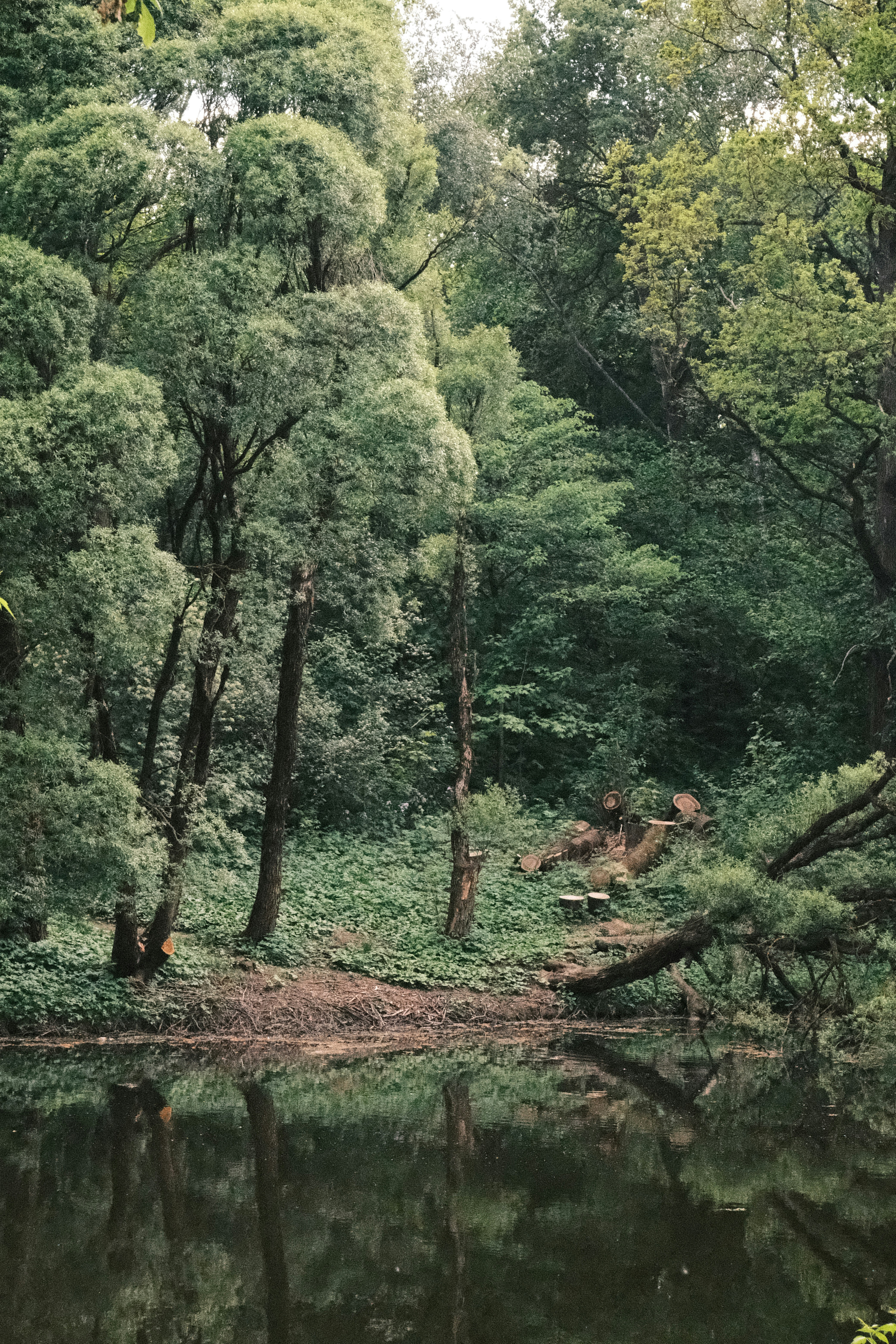Serene Riverside Orchard: Trees and Still Water