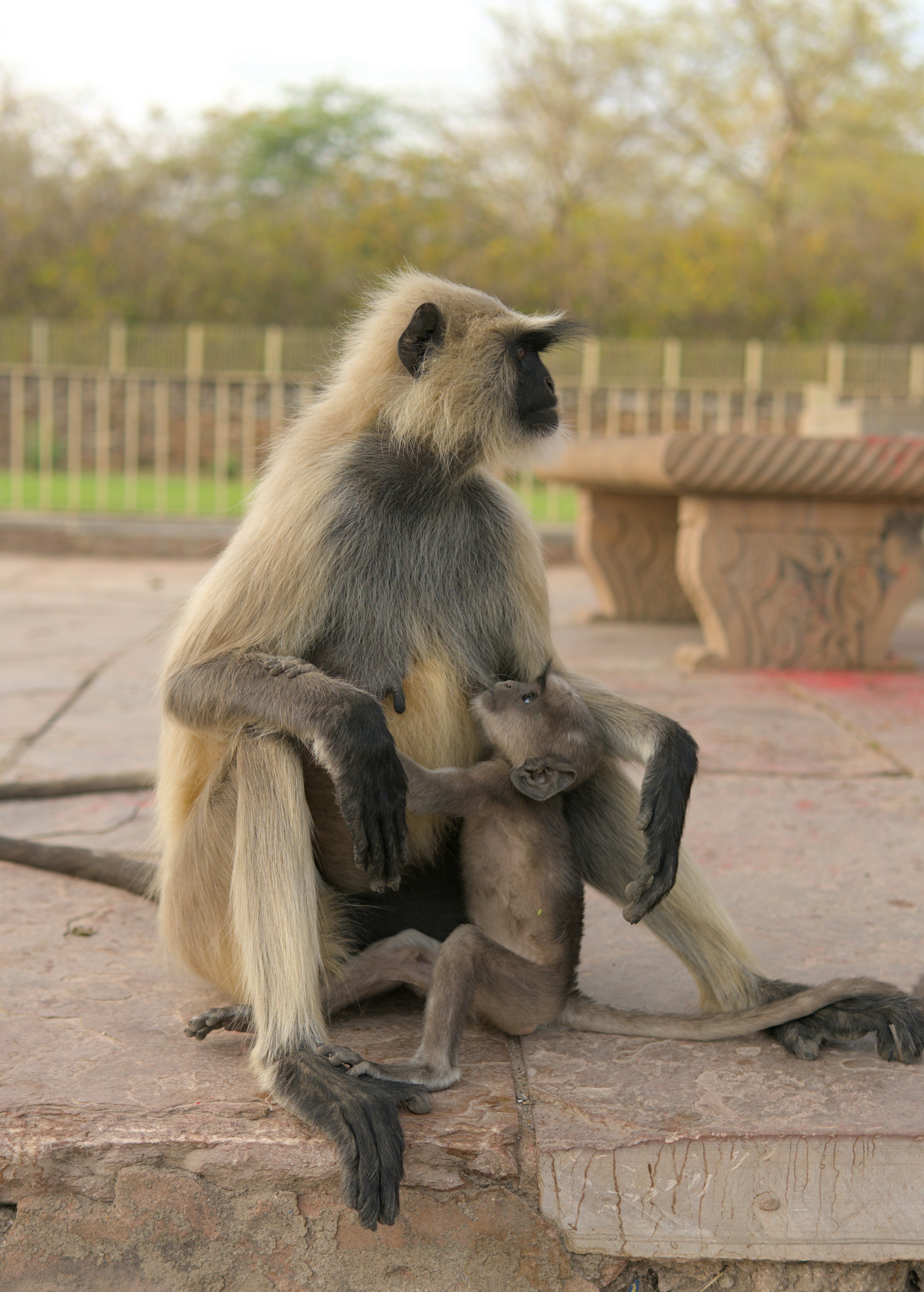 A Gentle Bond: The Vesper Monkeys Share a Quiet Moment