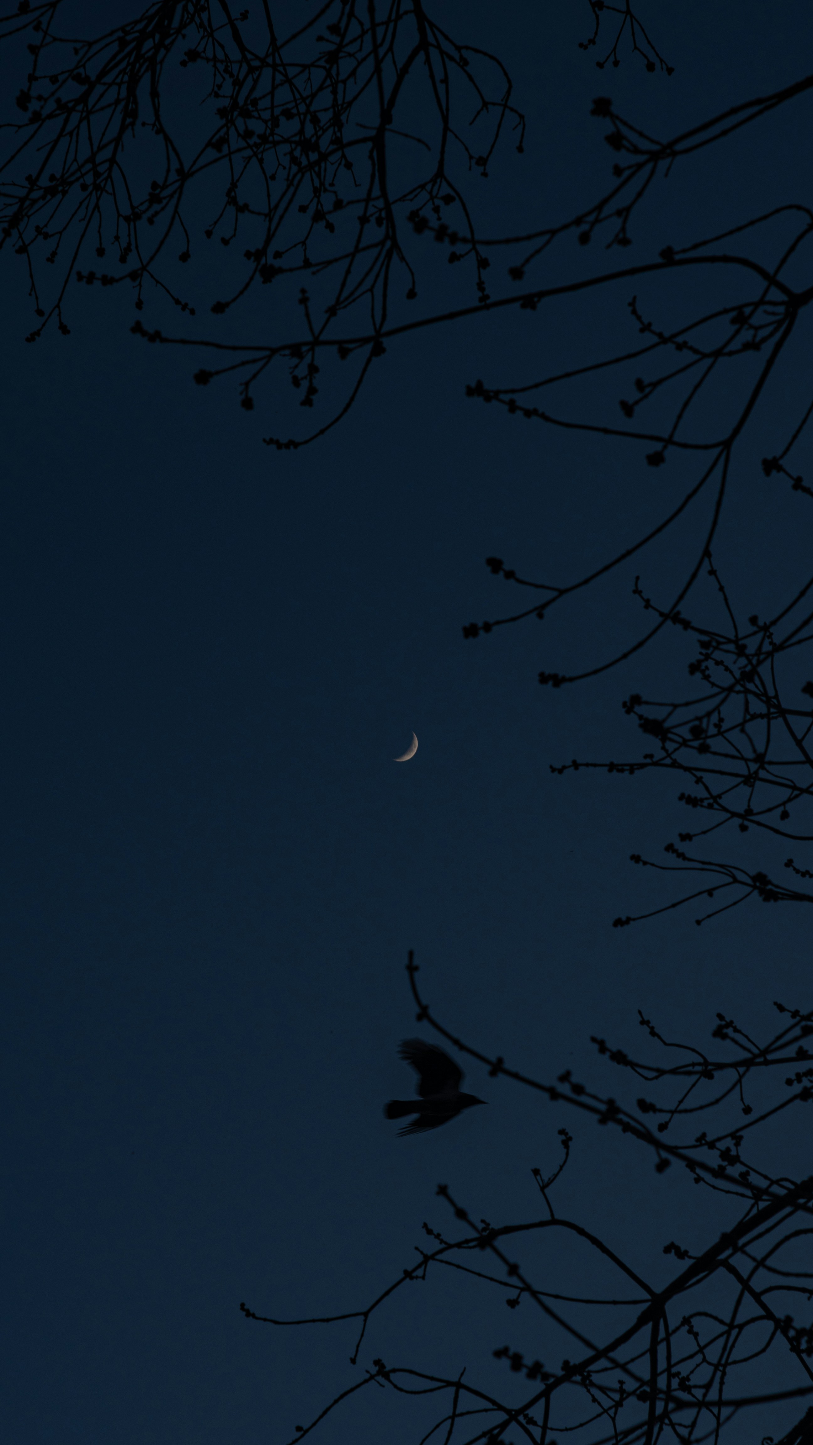 Crescent and Branches: Night Sky Over Silhouetted Canopy