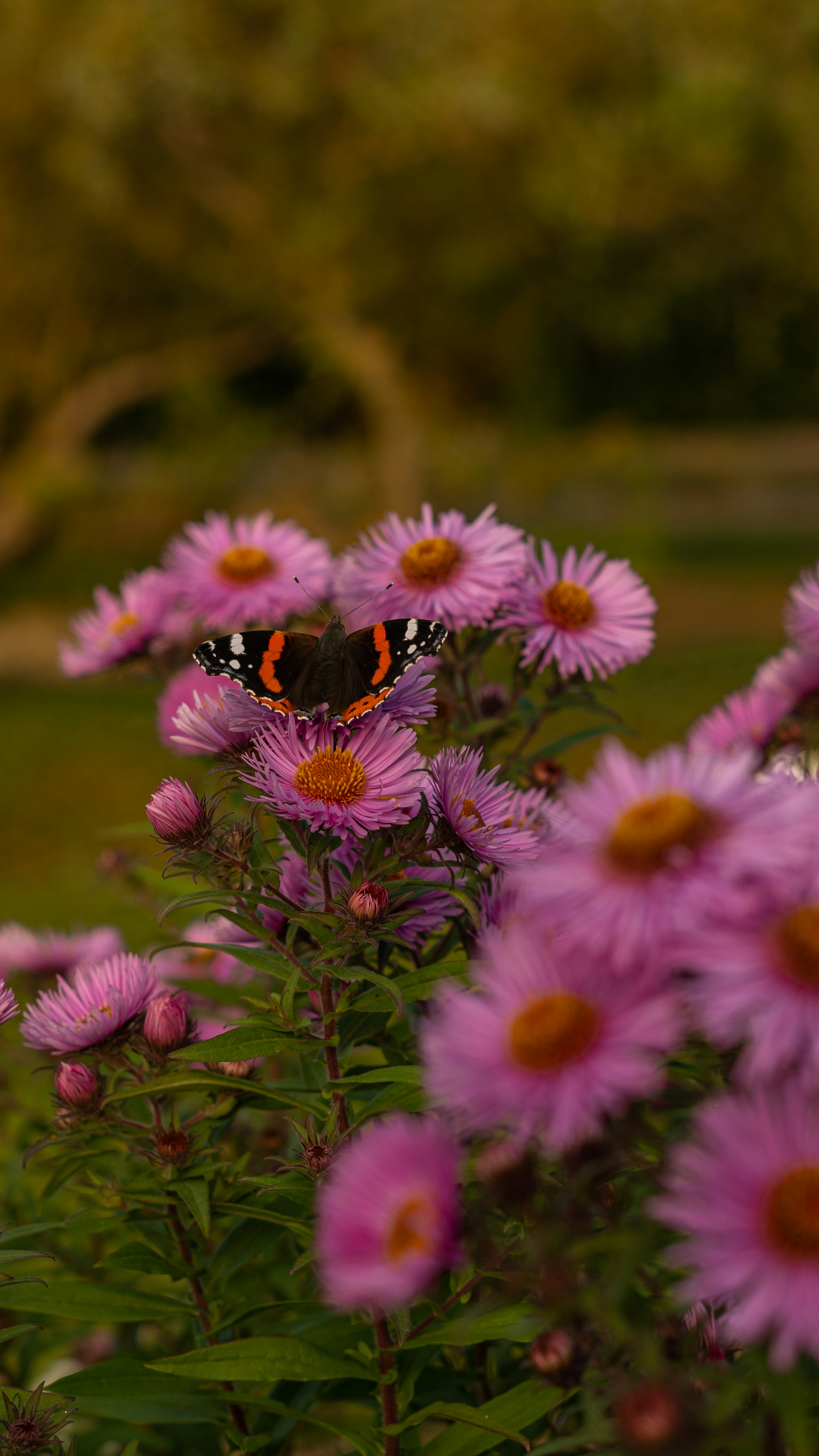 Crimson-Outlined Diver on Lavender Bloom