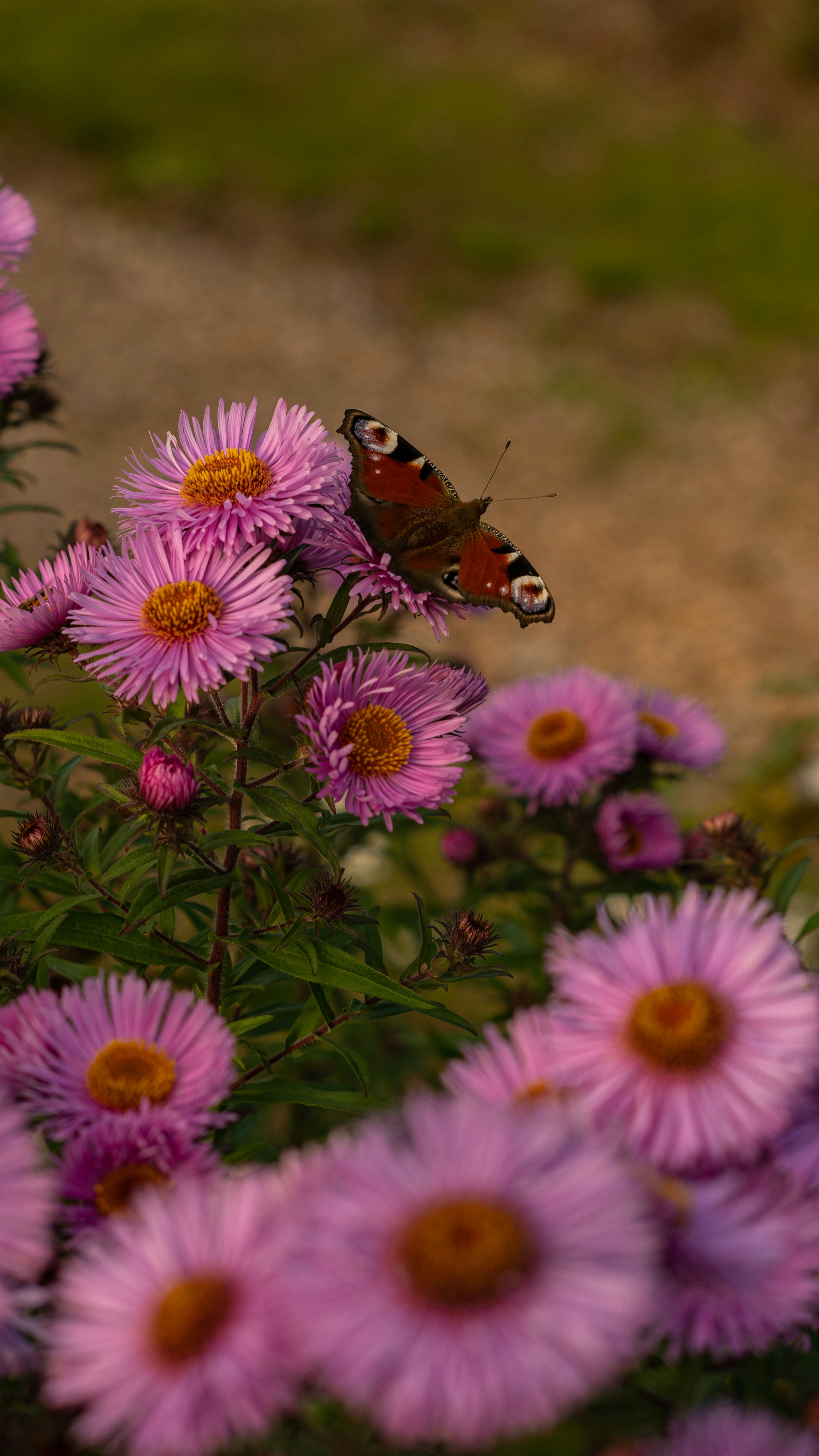 Peony Meadow: A Red-Bordered Butterfly on Pink Blush Blossoms