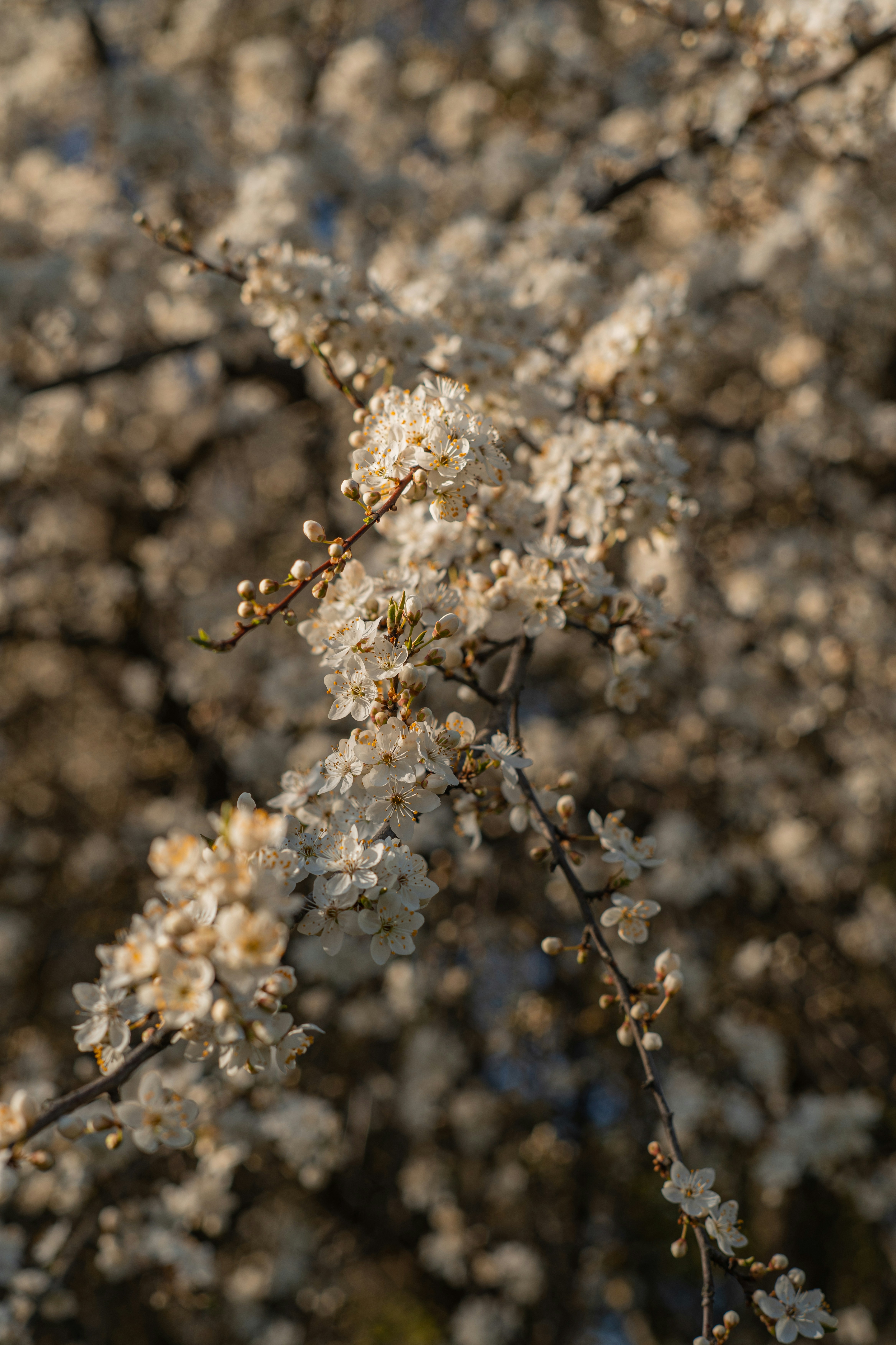 Blossoms in Focus: Sunlit Whispers on a Branch