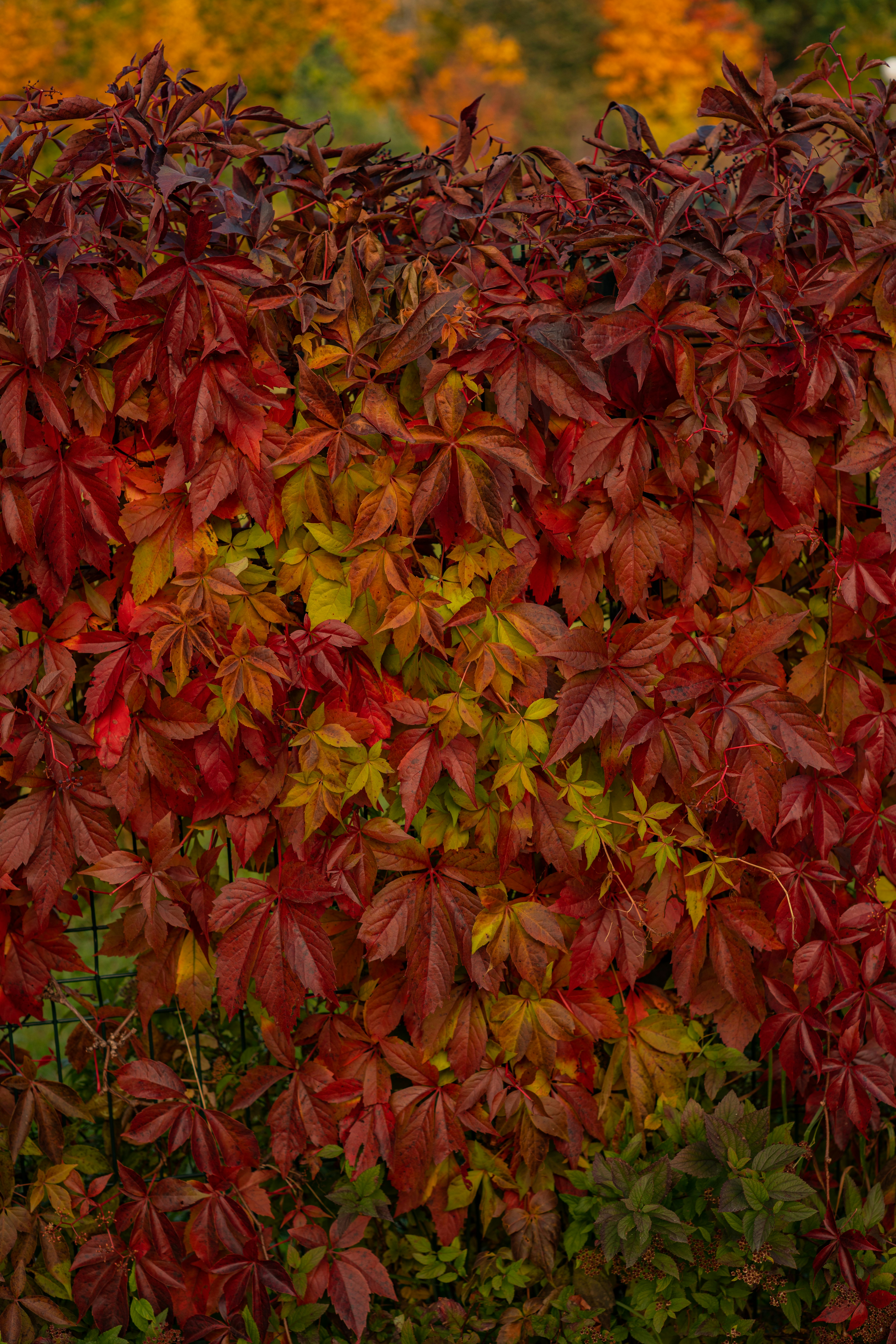 Crimson Canopy: Autumn Leaves Weaving Through Golden Light