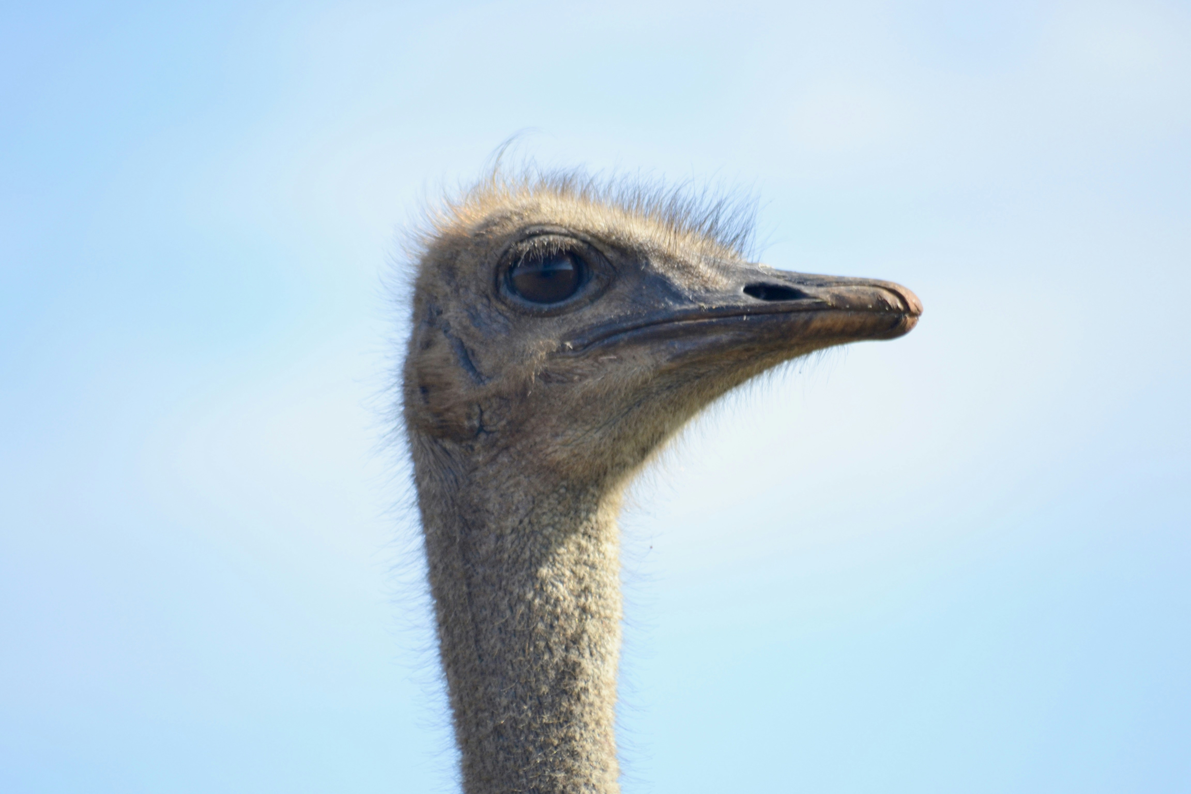 Close-Up of a Curious Ostrich Head Against a Clear Sky