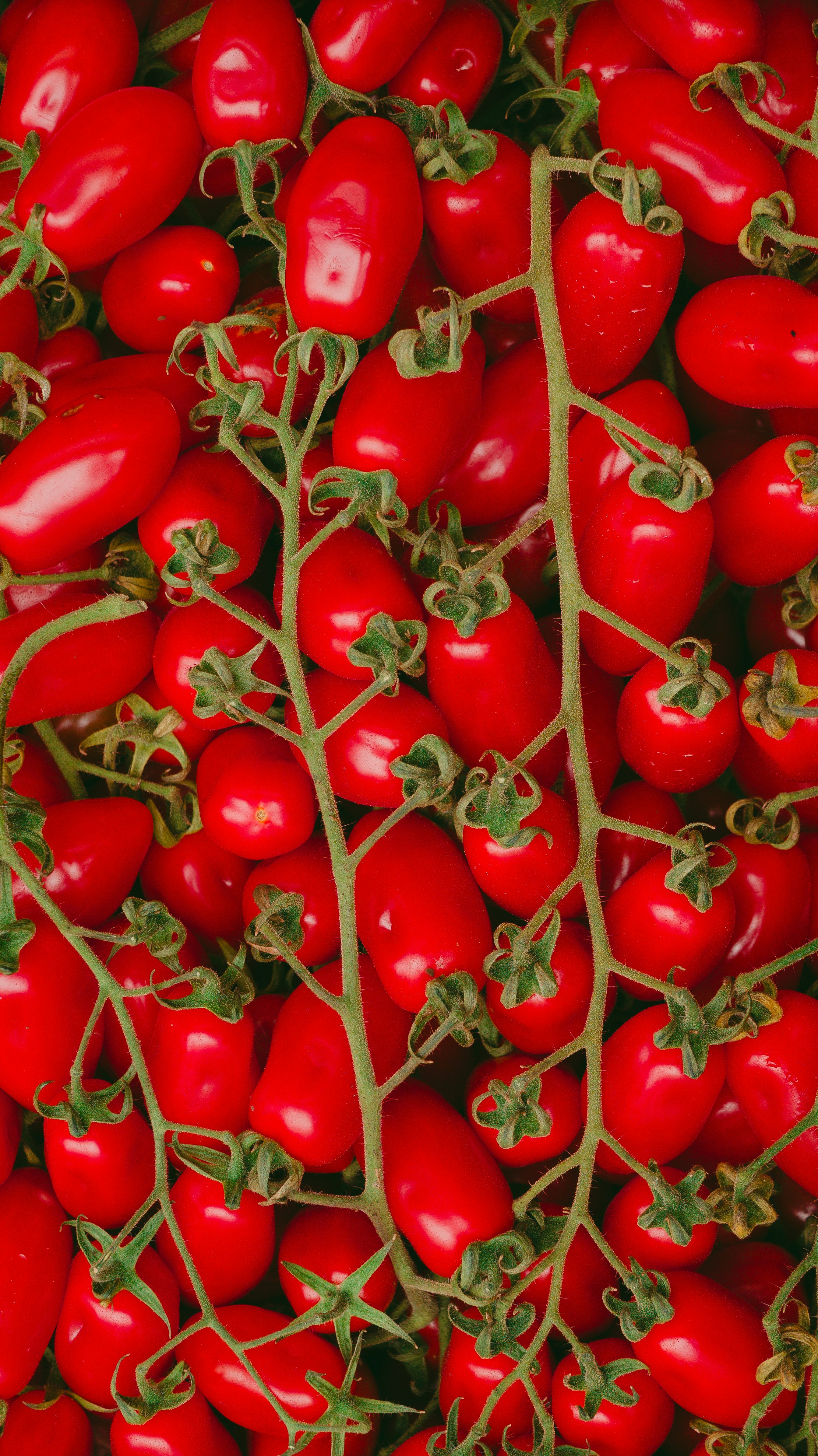 Crimson Cluster: Close-Up of Tomato Vines in Rich Harvest