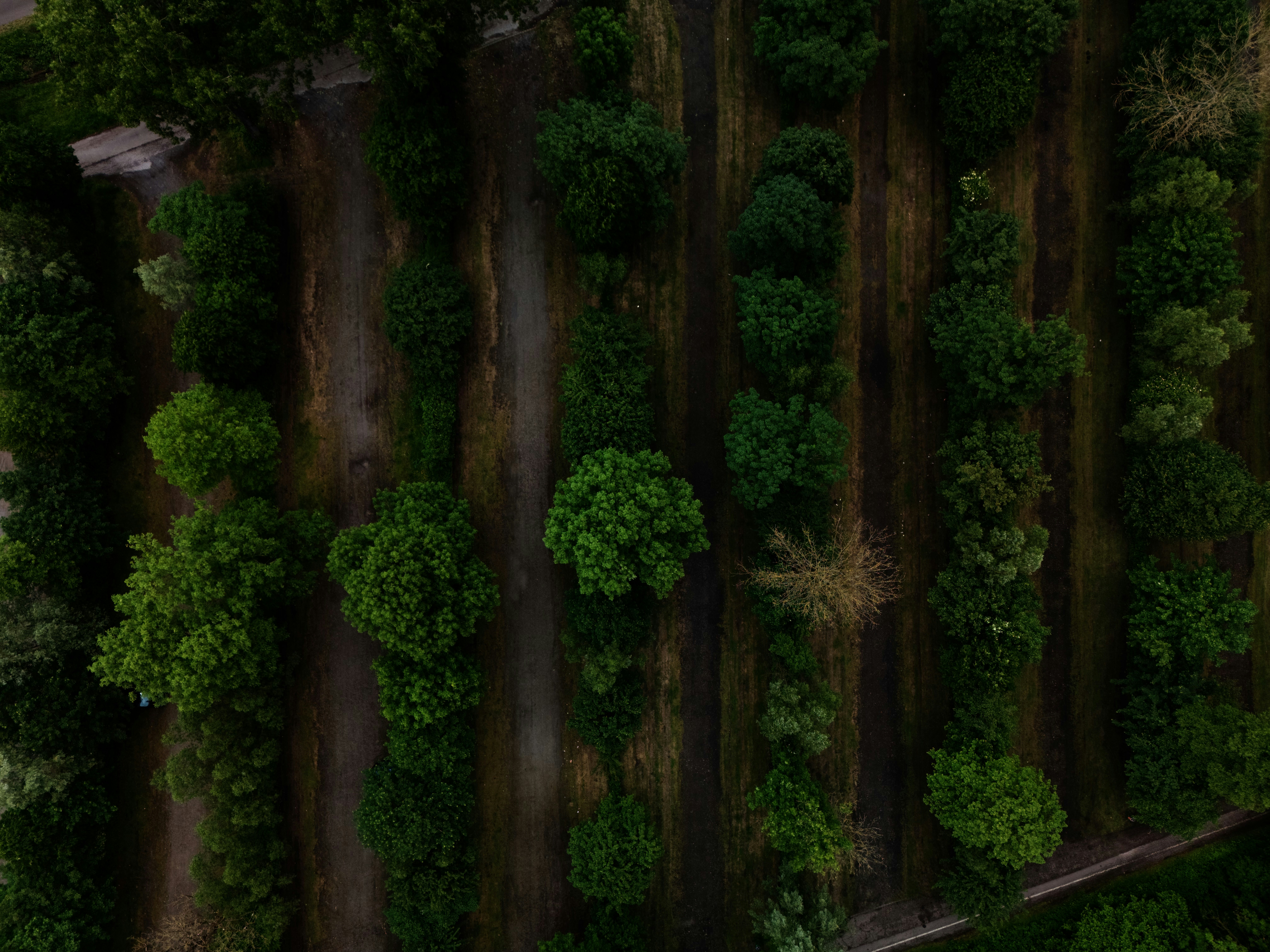 Rows of Green Giants: Aerial Symphony Over Tree-Lined Paths