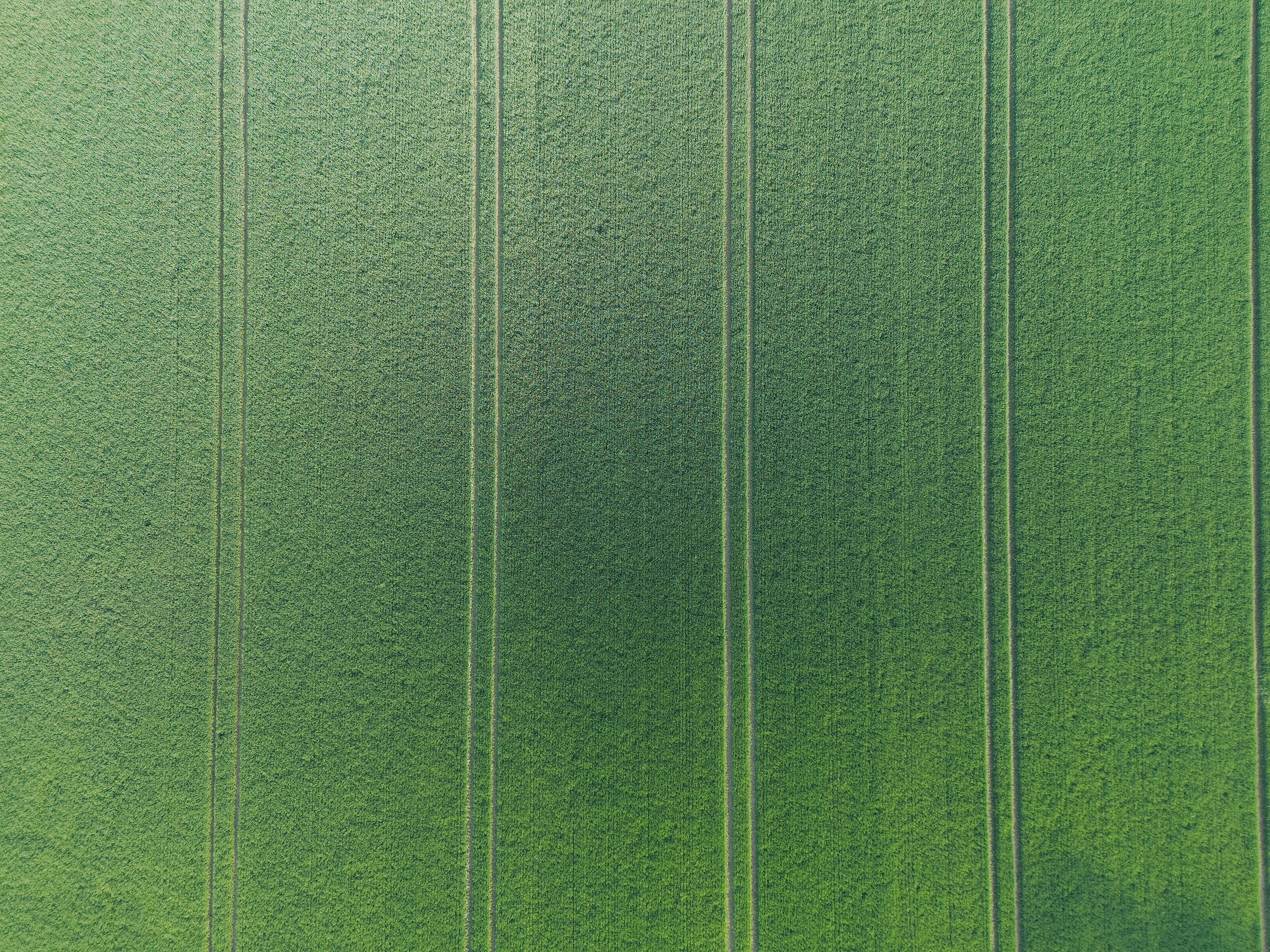 Green Row Shadows: Aerial View of Cultivated Fields