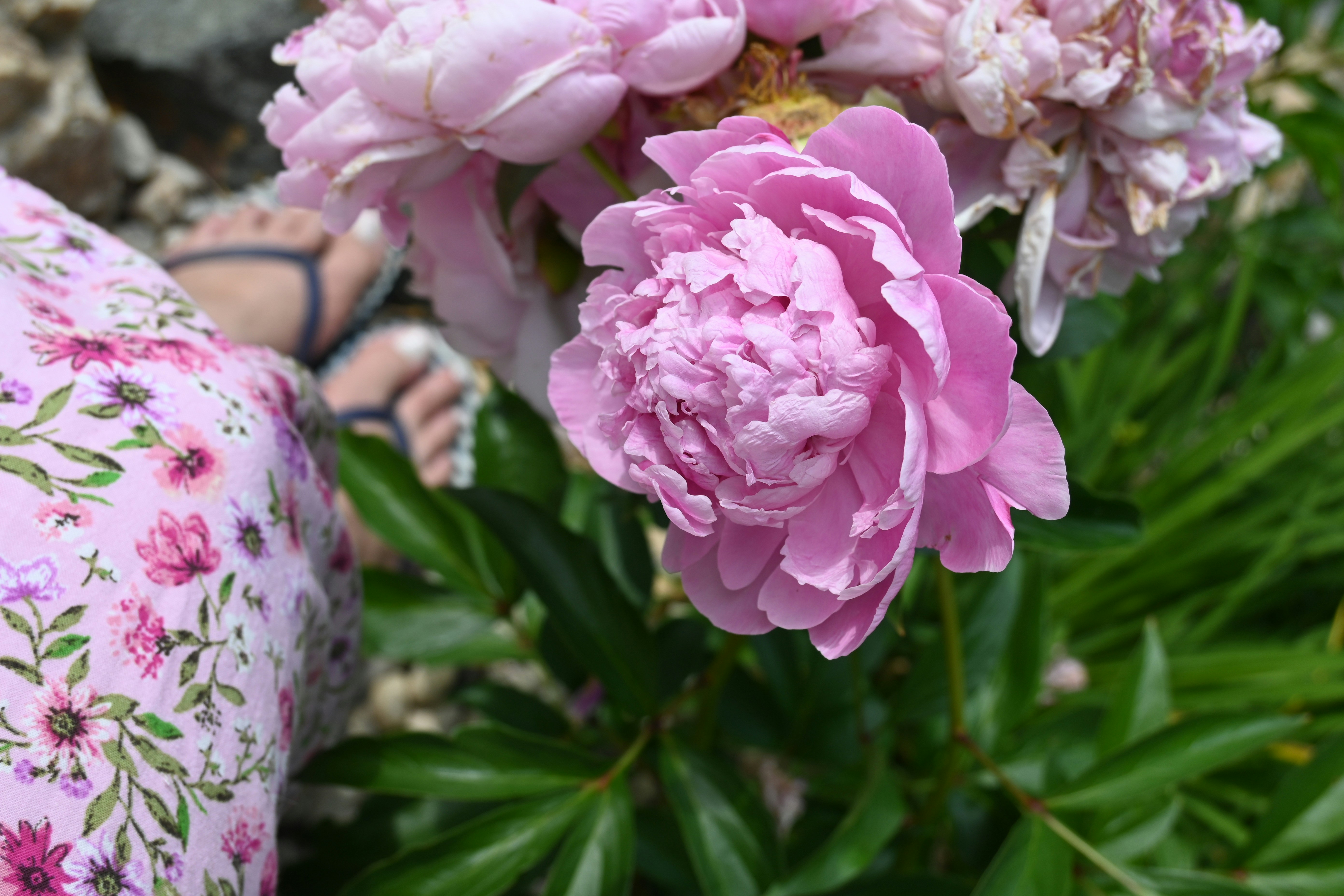 Pink Peony in Focus: Garden Moment with Patterned Dress