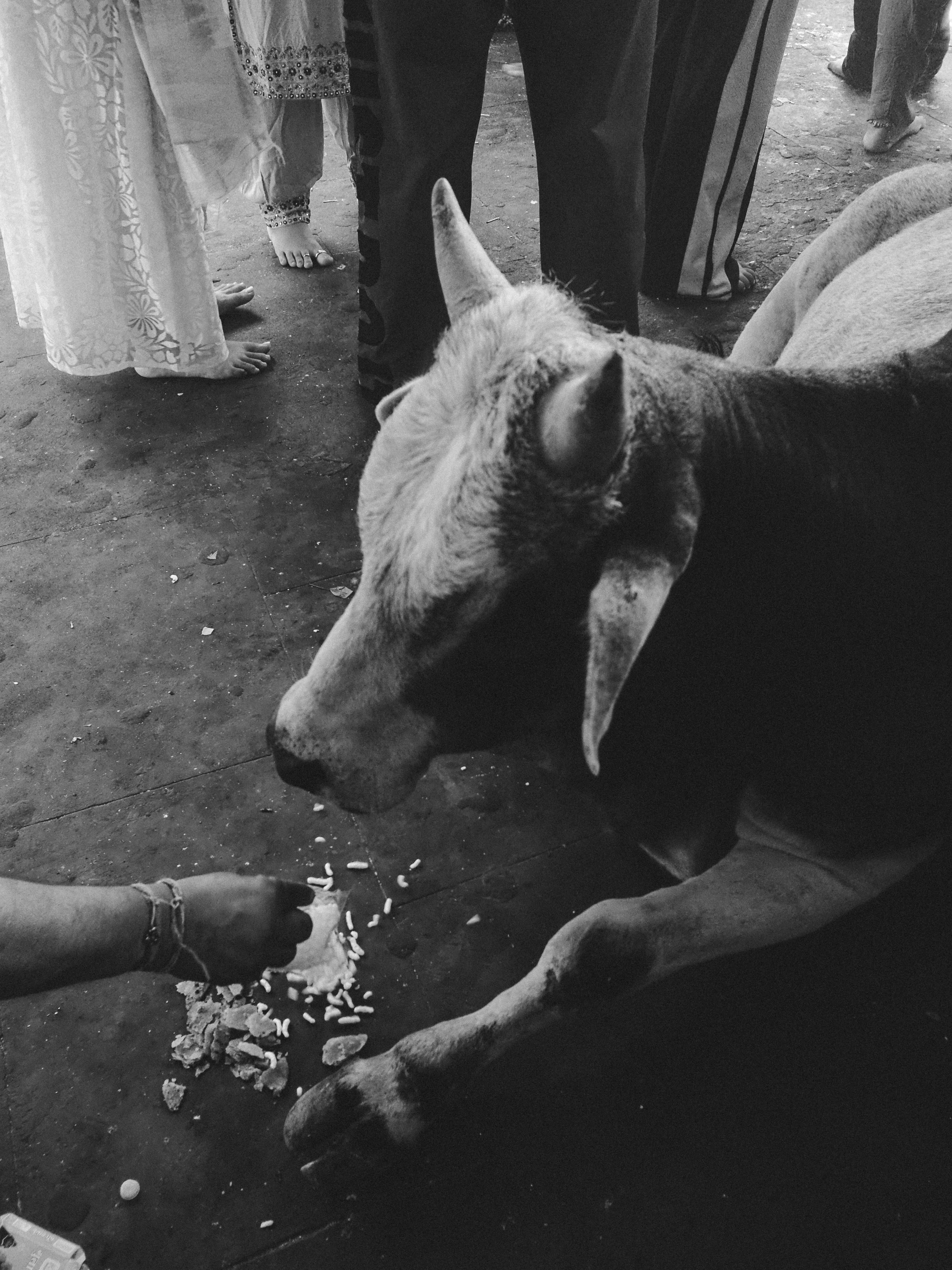 Young cow reaches for scattered food in a candid street scene as a hand offers pieces; onlookers' feet visible in the background, gray-toned capture highlighting texture and interaction.
