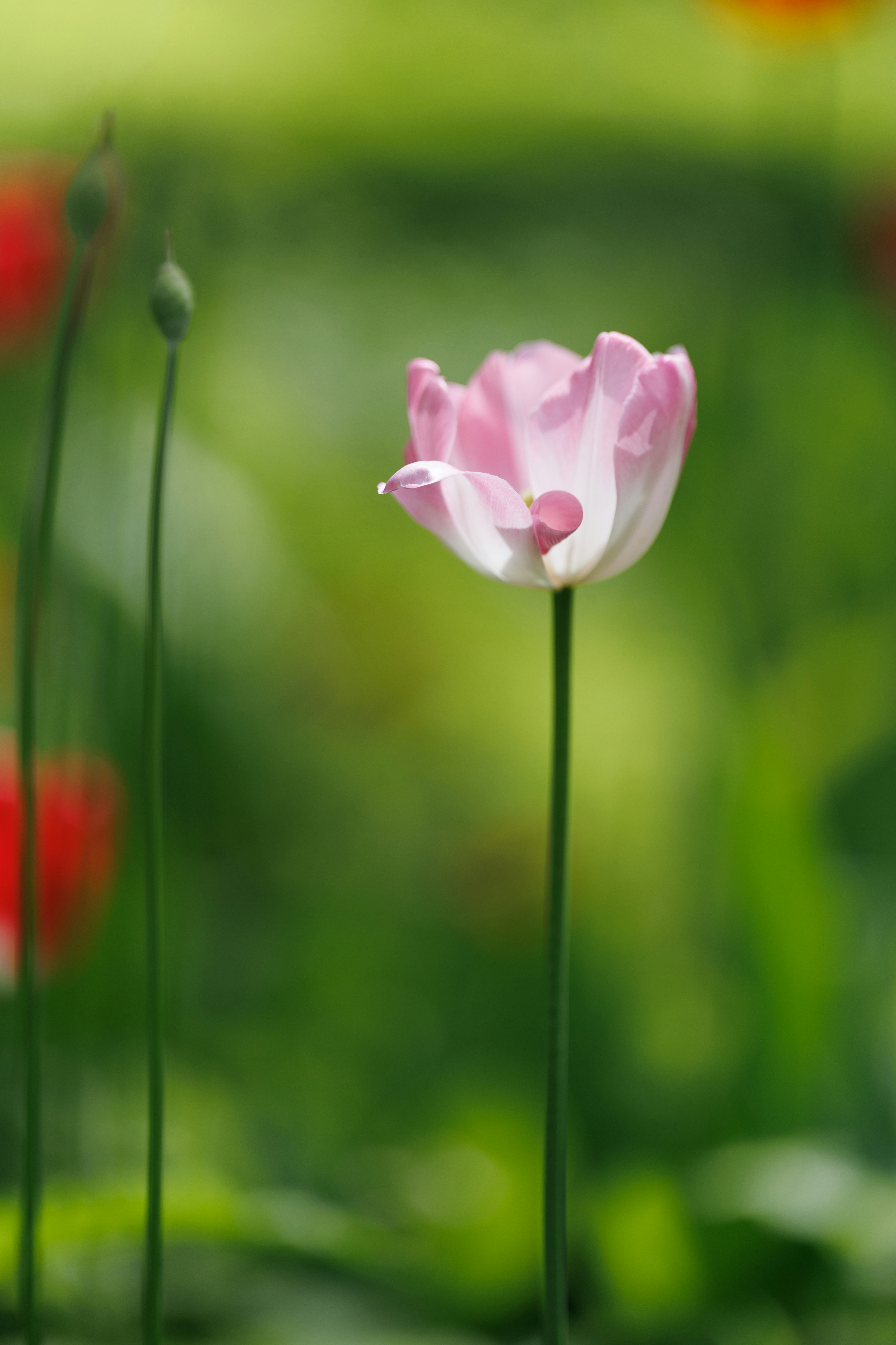 Soft Pink Tulip Amid a Gentle Green Sea