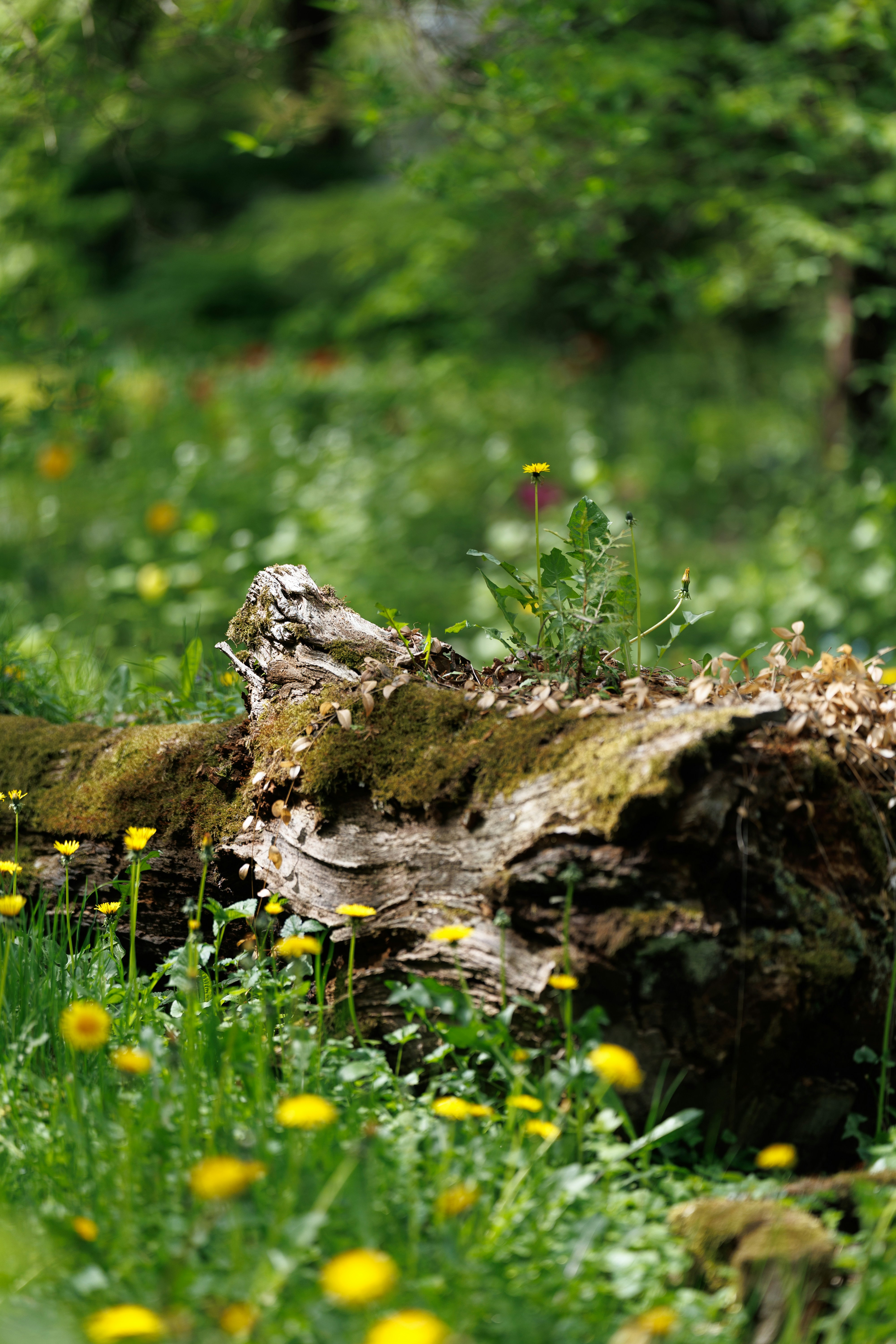 A lone dandelion on a mossy log amid sunlit meadow