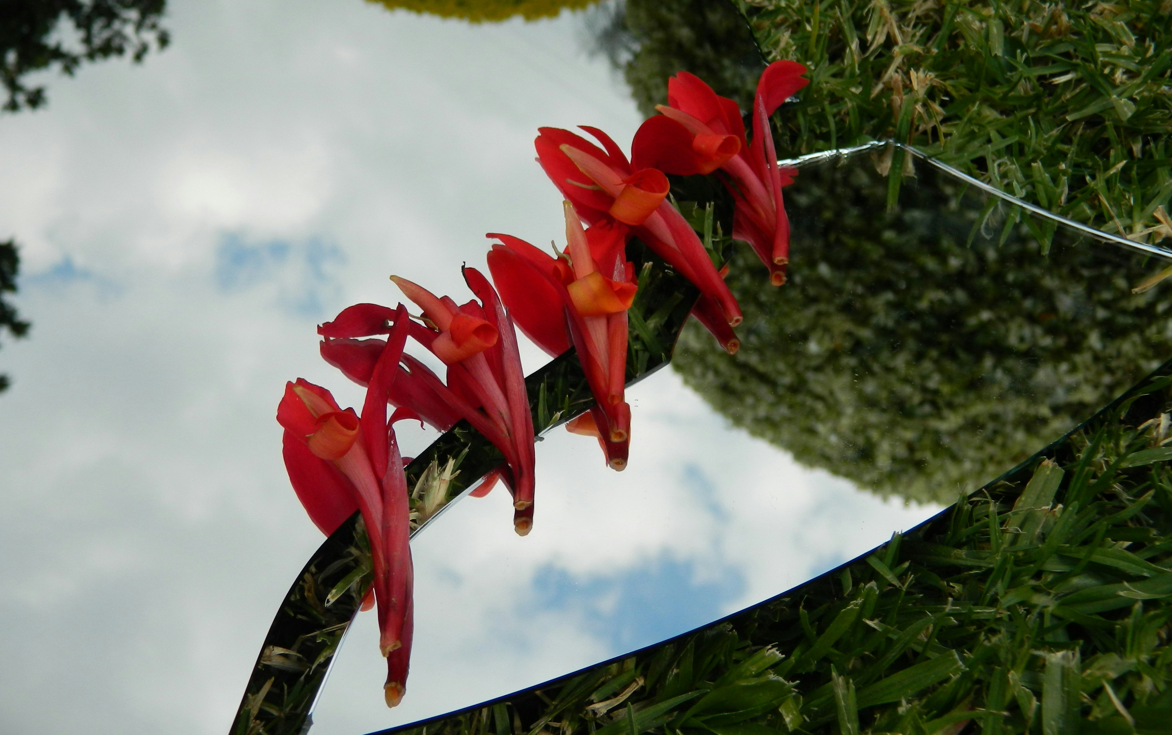 Bright red flowers line a curved reflective surface against a cloudy sky and greenery, creating a bold foreground with a tranquil backdrop.