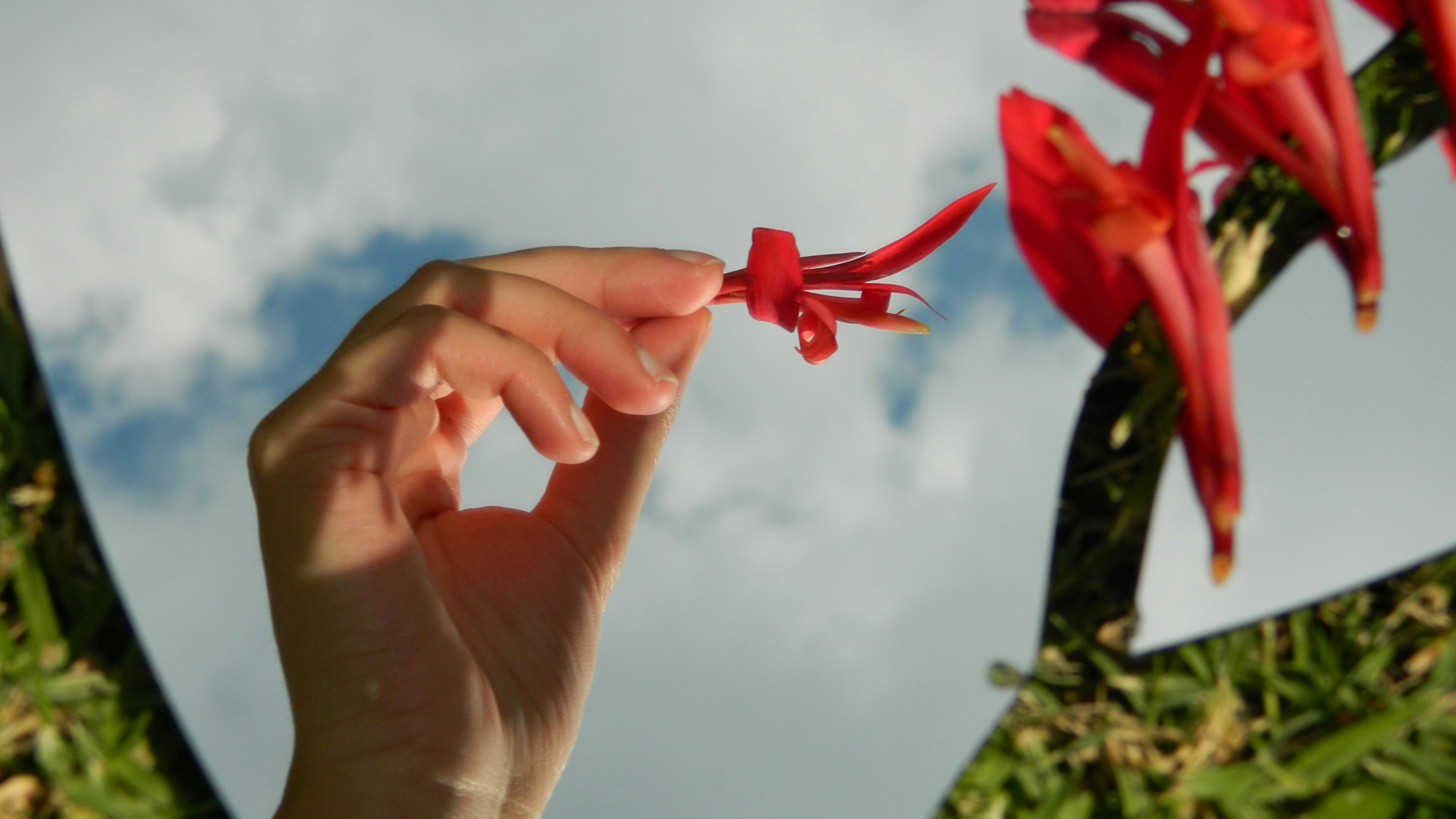 Gesture of a Bloom: A Hand Plucks a Red Orchid Against the Sky